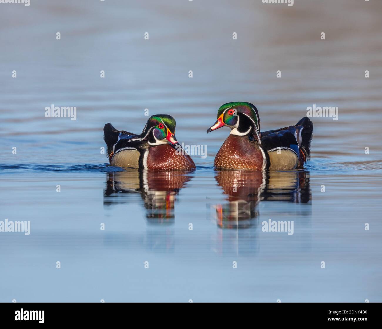 Drake wood ducks in northern Wisconsin Stock Photo - Alamy