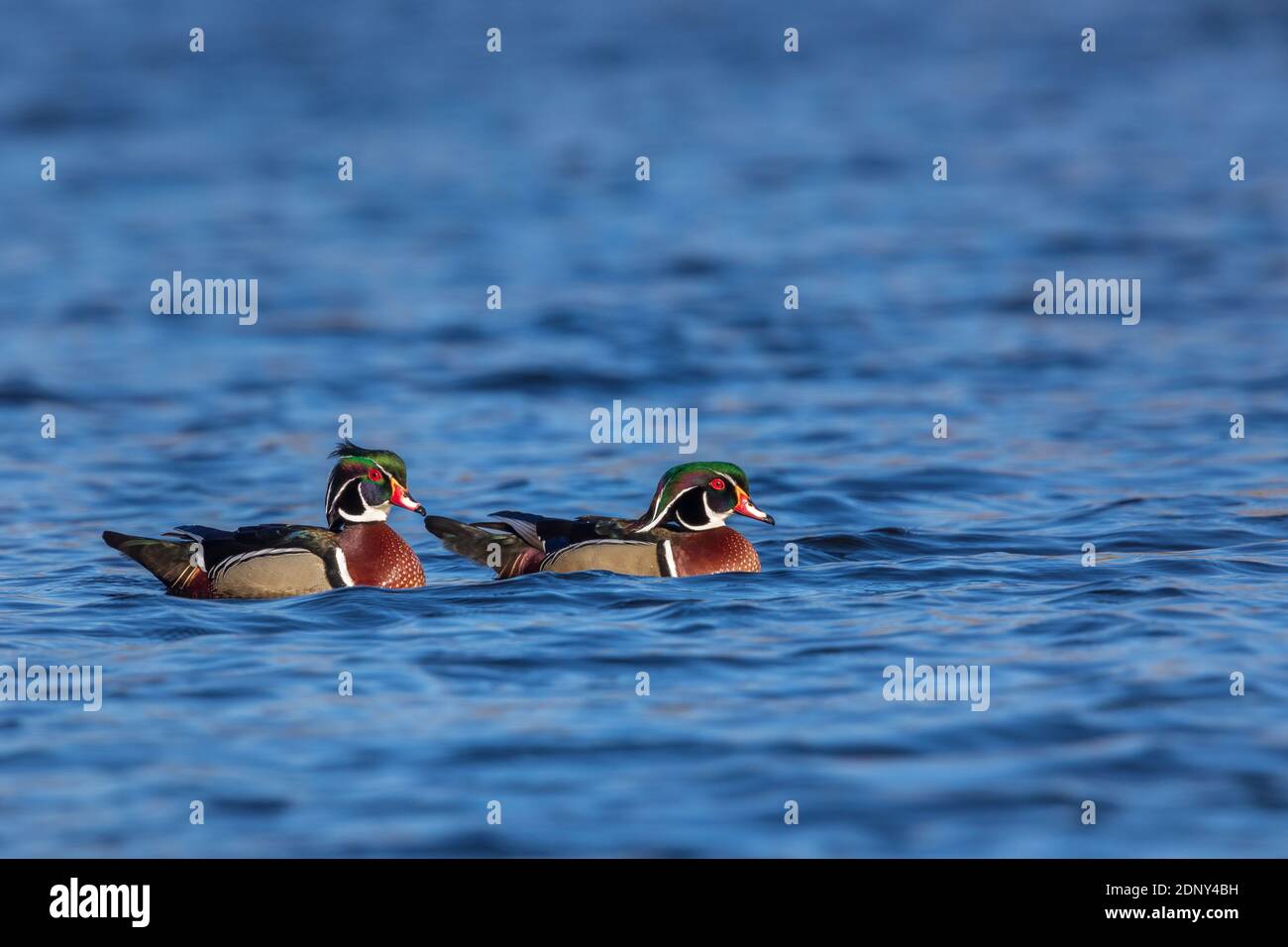 Drake wood ducks in northern Wisconsin Stock Photo - Alamy