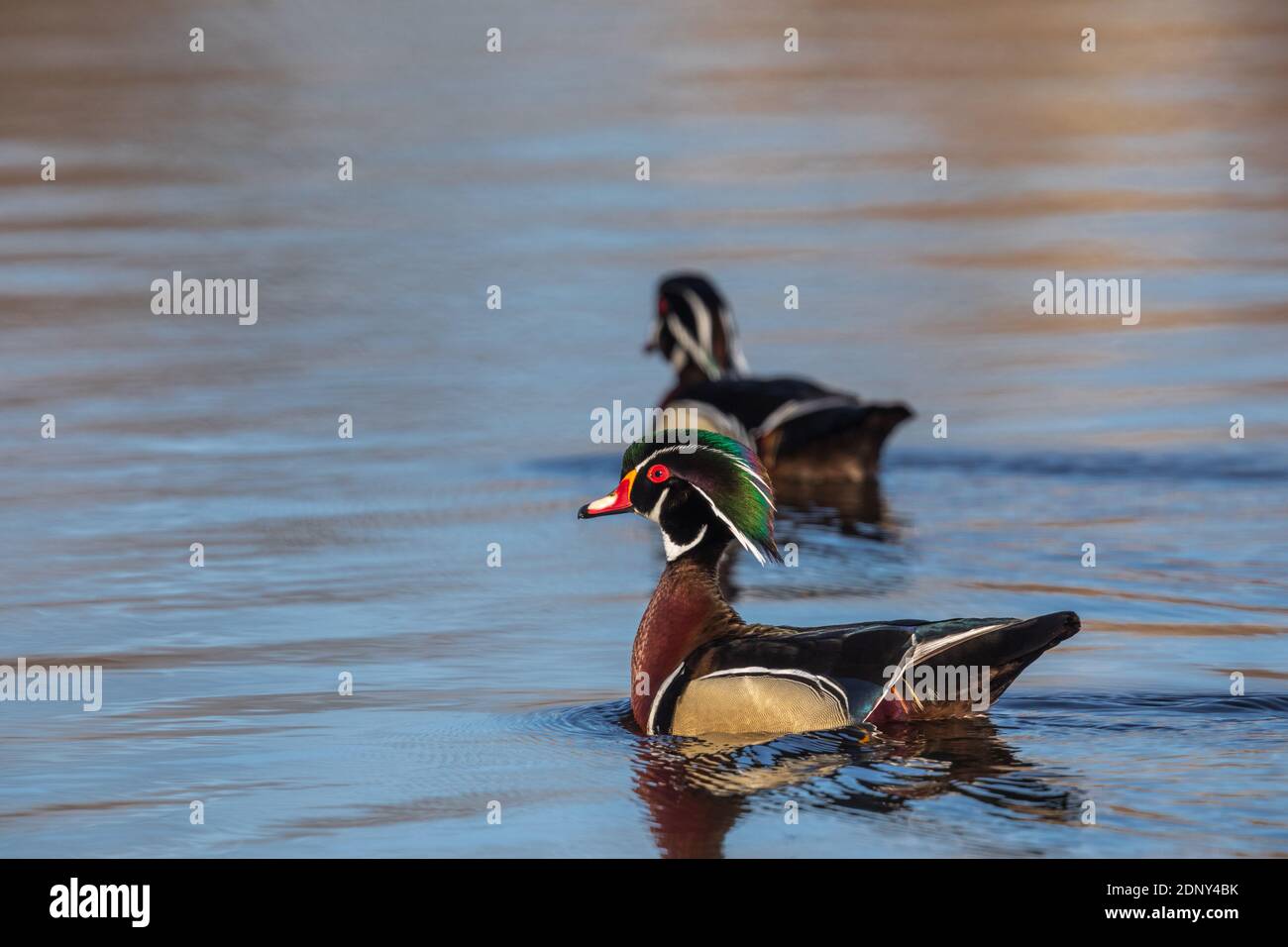 Drake wood ducks in northern Wisconsin Stock Photo - Alamy