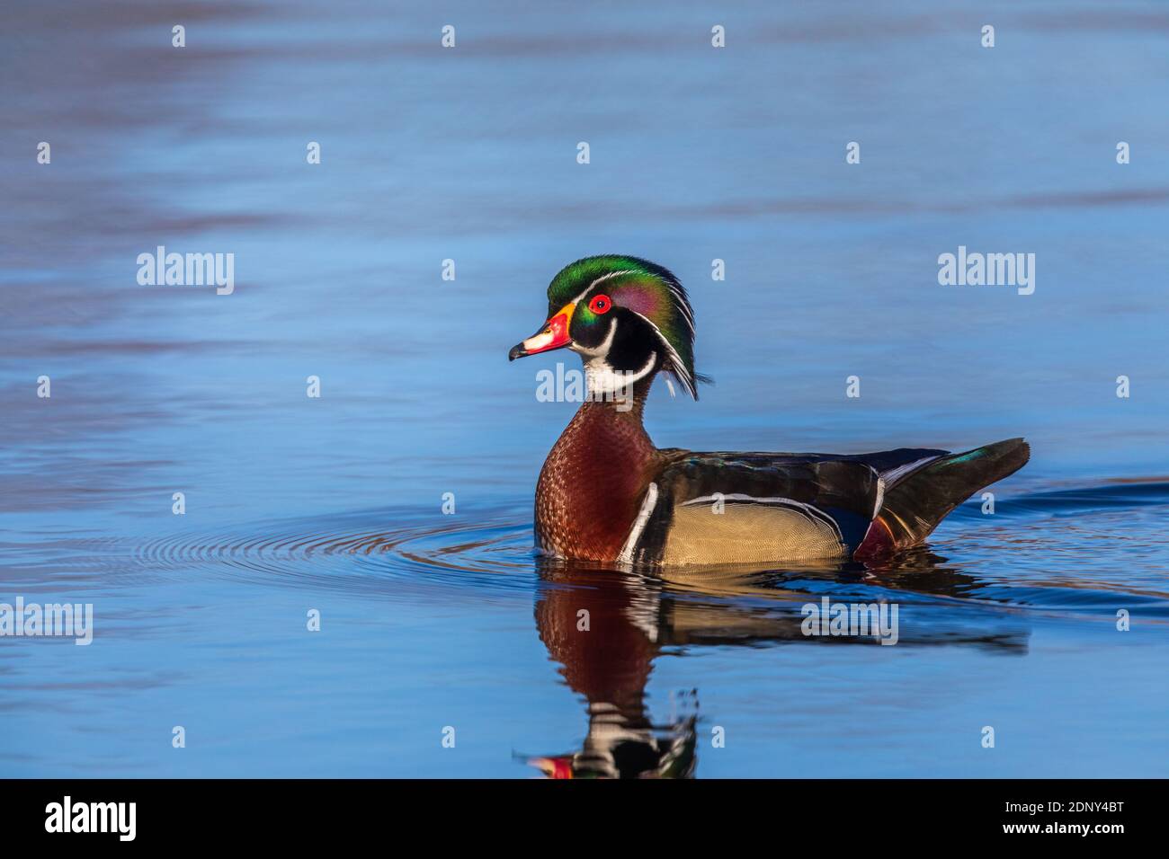 Drake wood duck in northern Wisconsin Stock Photo - Alamy