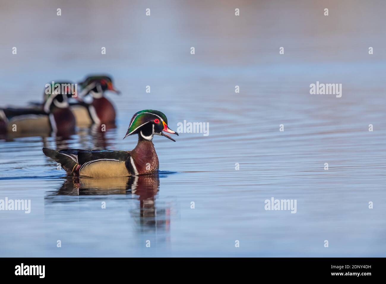 Drake wood ducks in northern Wisconsin Stock Photo - Alamy