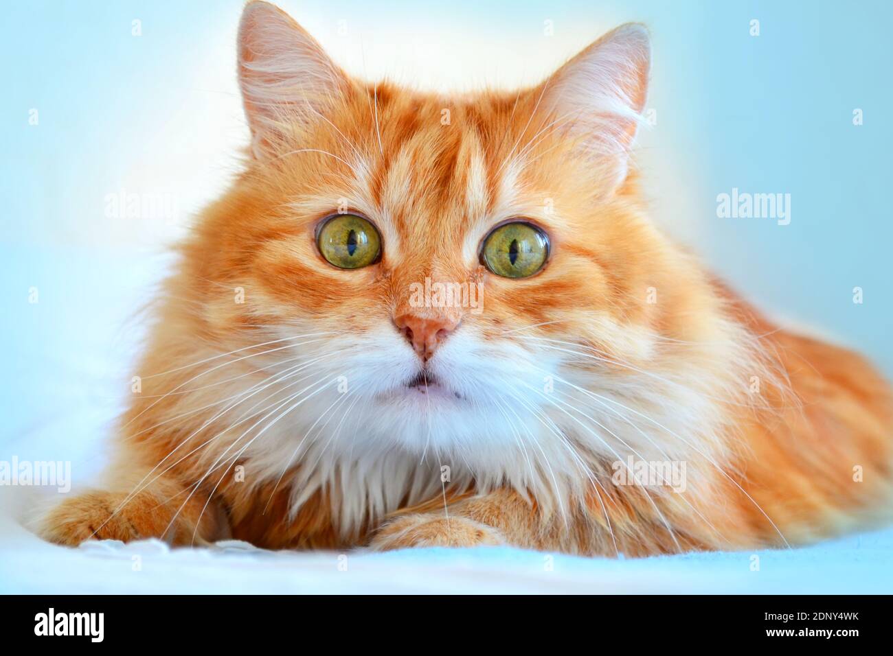 The portrait of red cat Stock Photo - Alamy