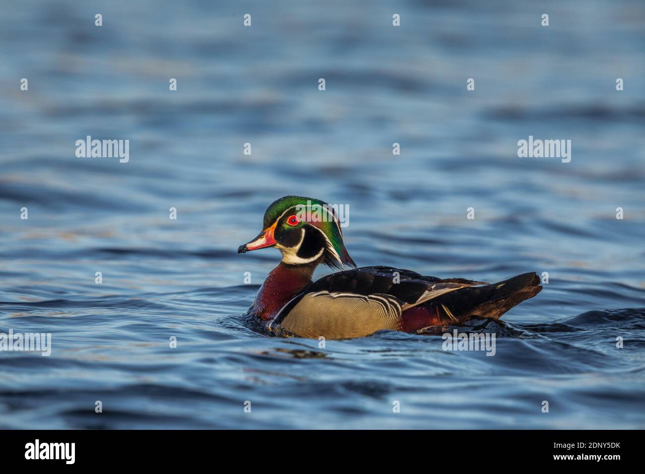Drake wood duck in northern Wisconsin Stock Photo - Alamy