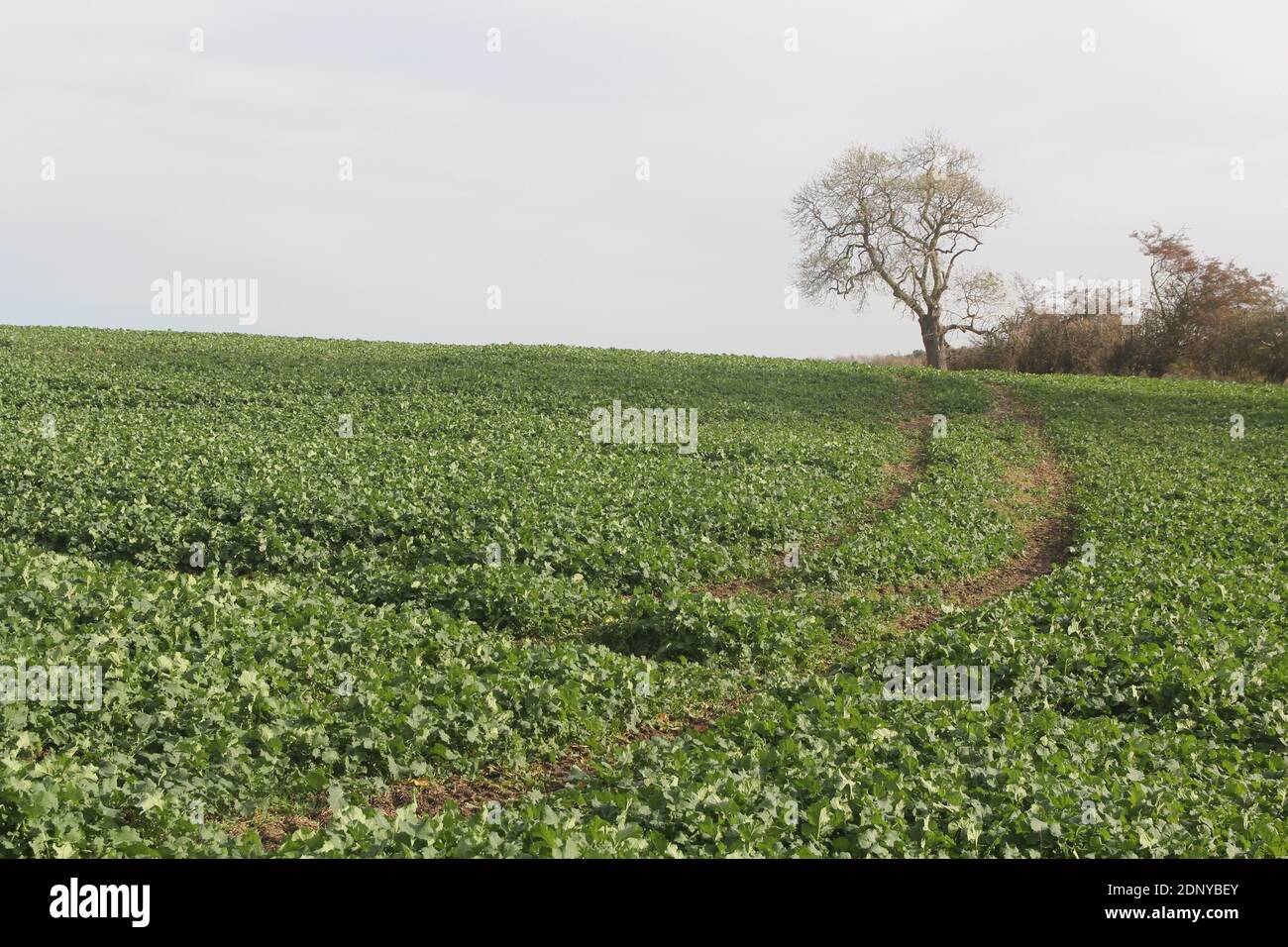 Just outside Huggate, Yorkshire Wolds Stock Photo - Alamy