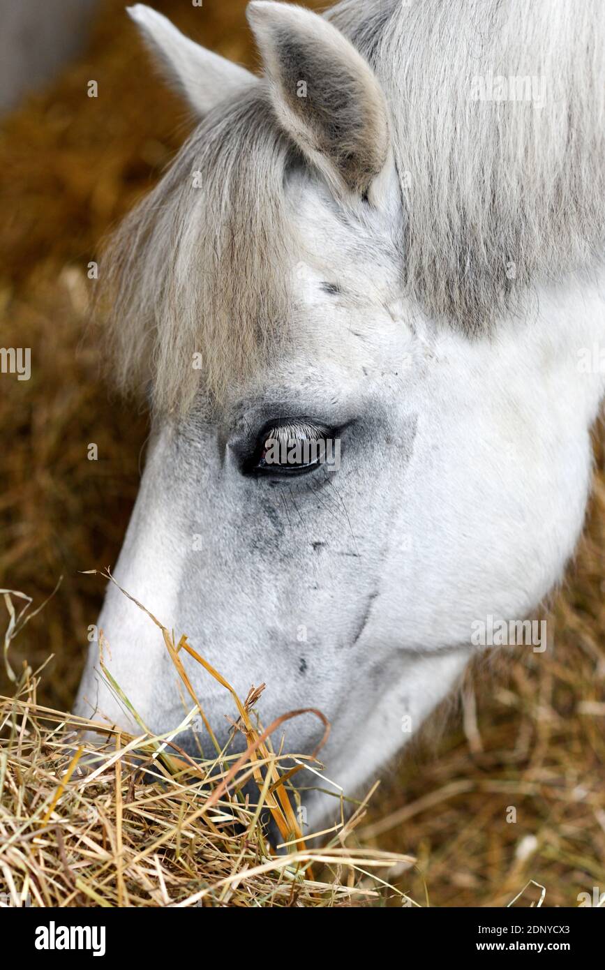 Horse eating straw. Horse eating straw Stock Photo - Alamy