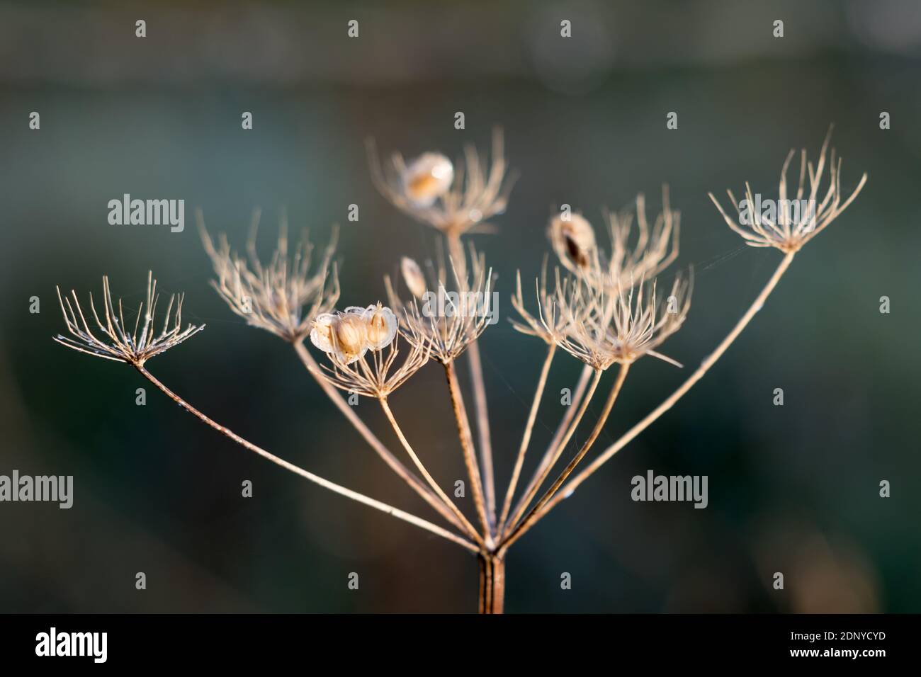 Dead Cow Parsley illuminated by early morning winter sunshine Stock ...