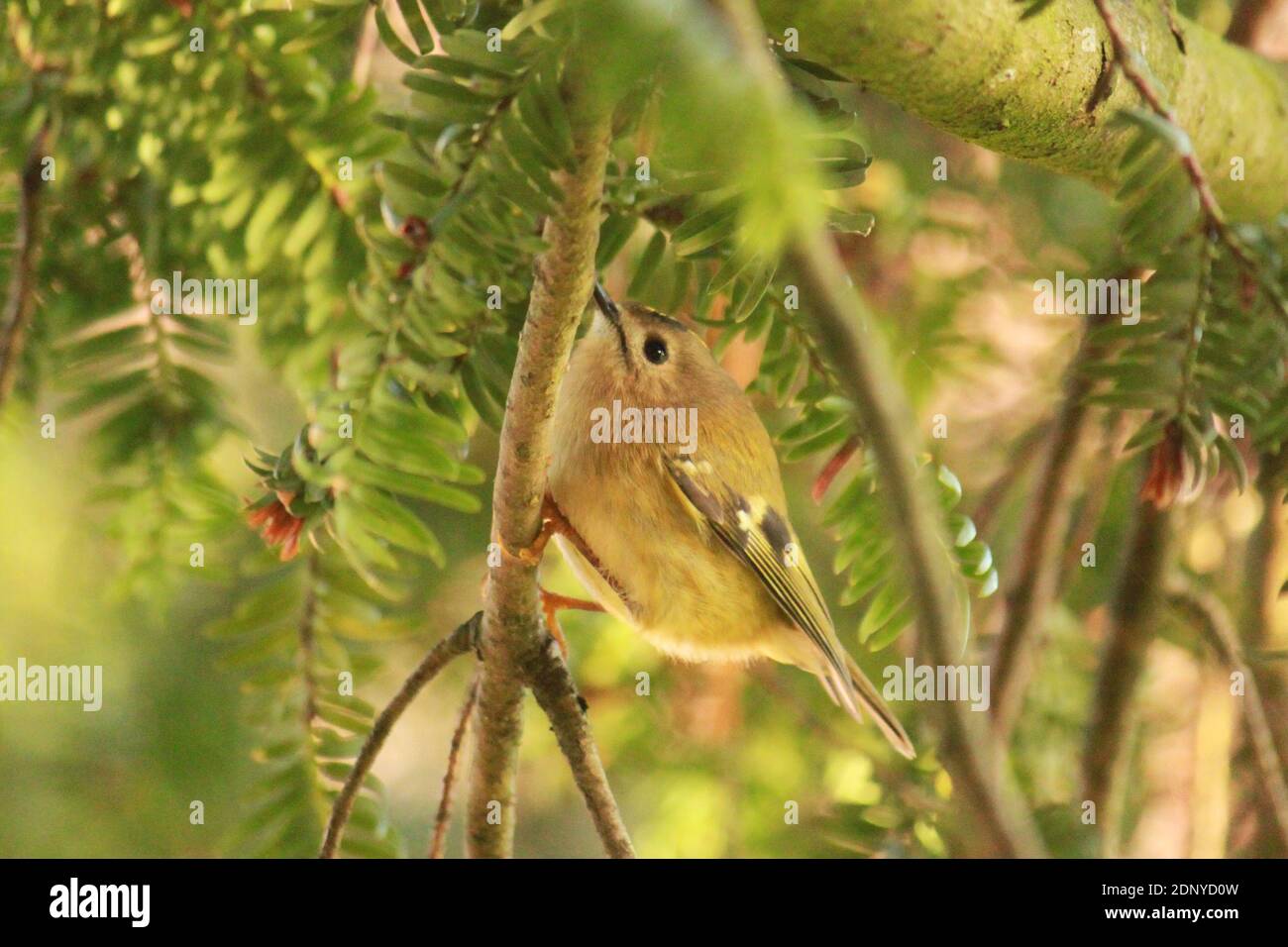 Goldcrest in tree. Regulus regulus Stock Photo - Alamy
