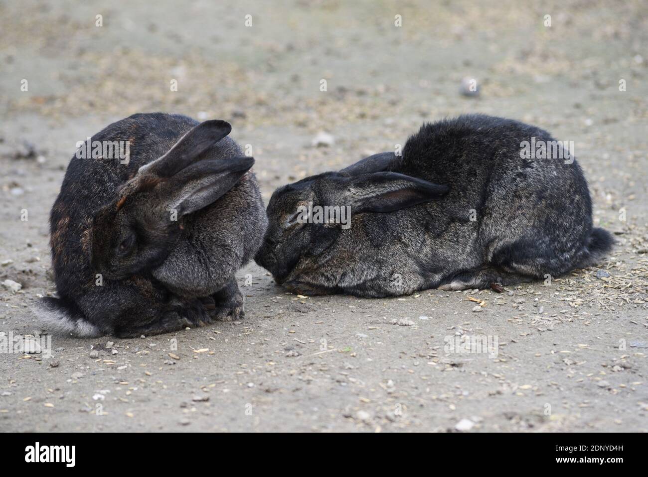 Little rabbits field hi-res stock photography and images - Alamy