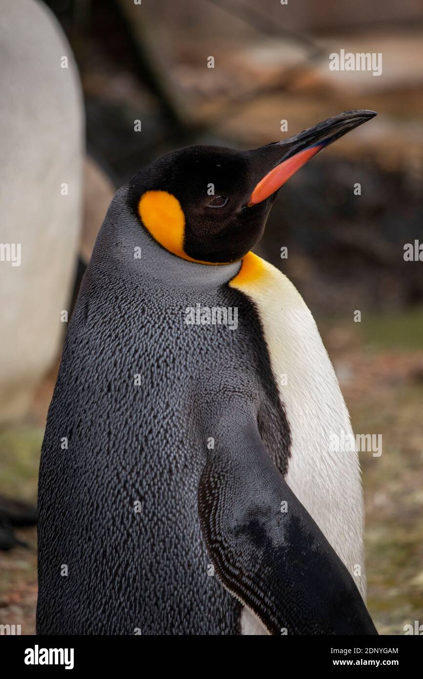 Penguin Wing Slaps Water
