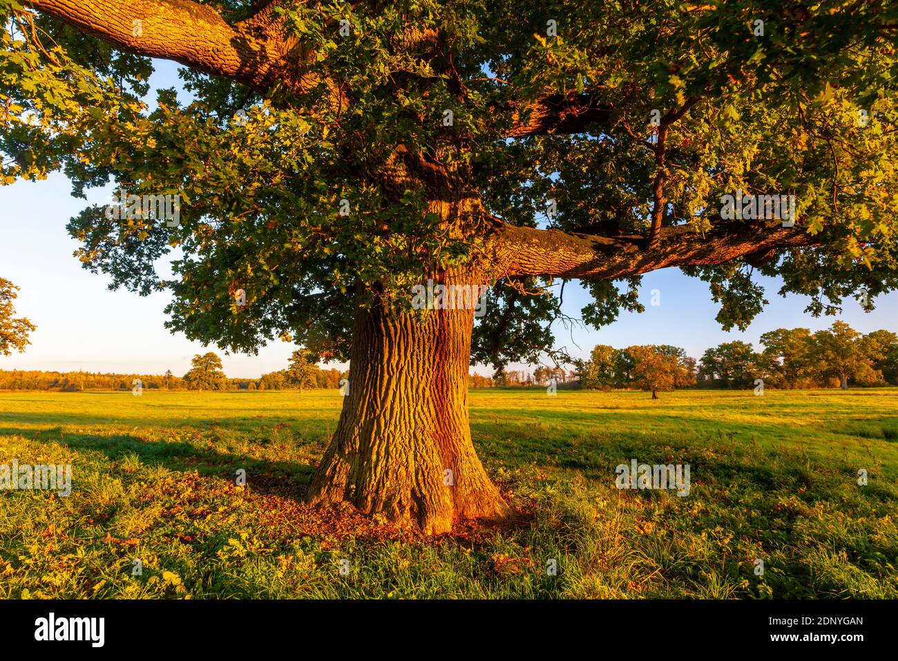 Old oak tree at sunset hi-res stock photography and images - Alamy