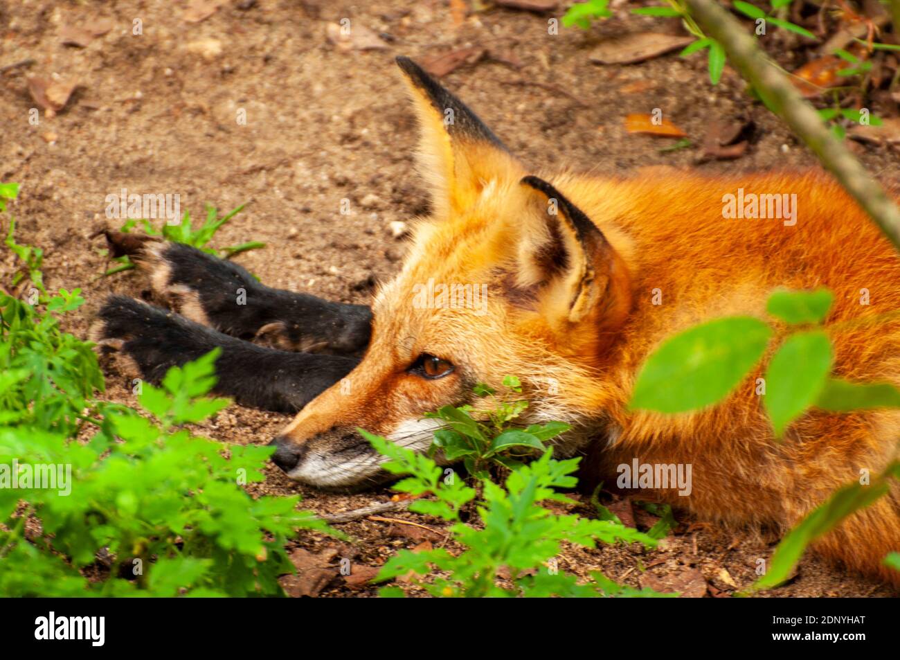 Red fox variety hi-res stock photography and images - Alamy