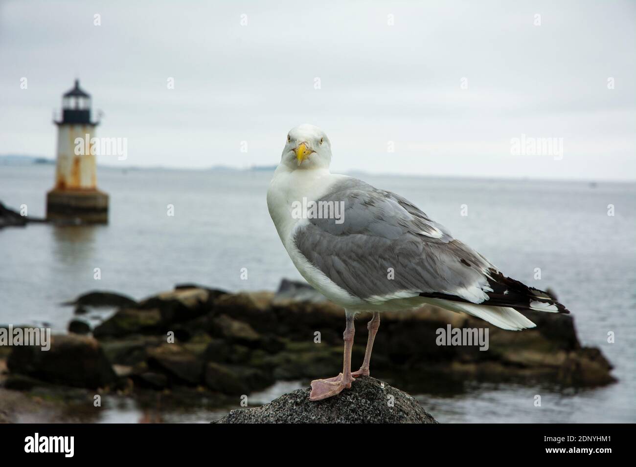 Stoic bird hi-res stock photography and images - Alamy