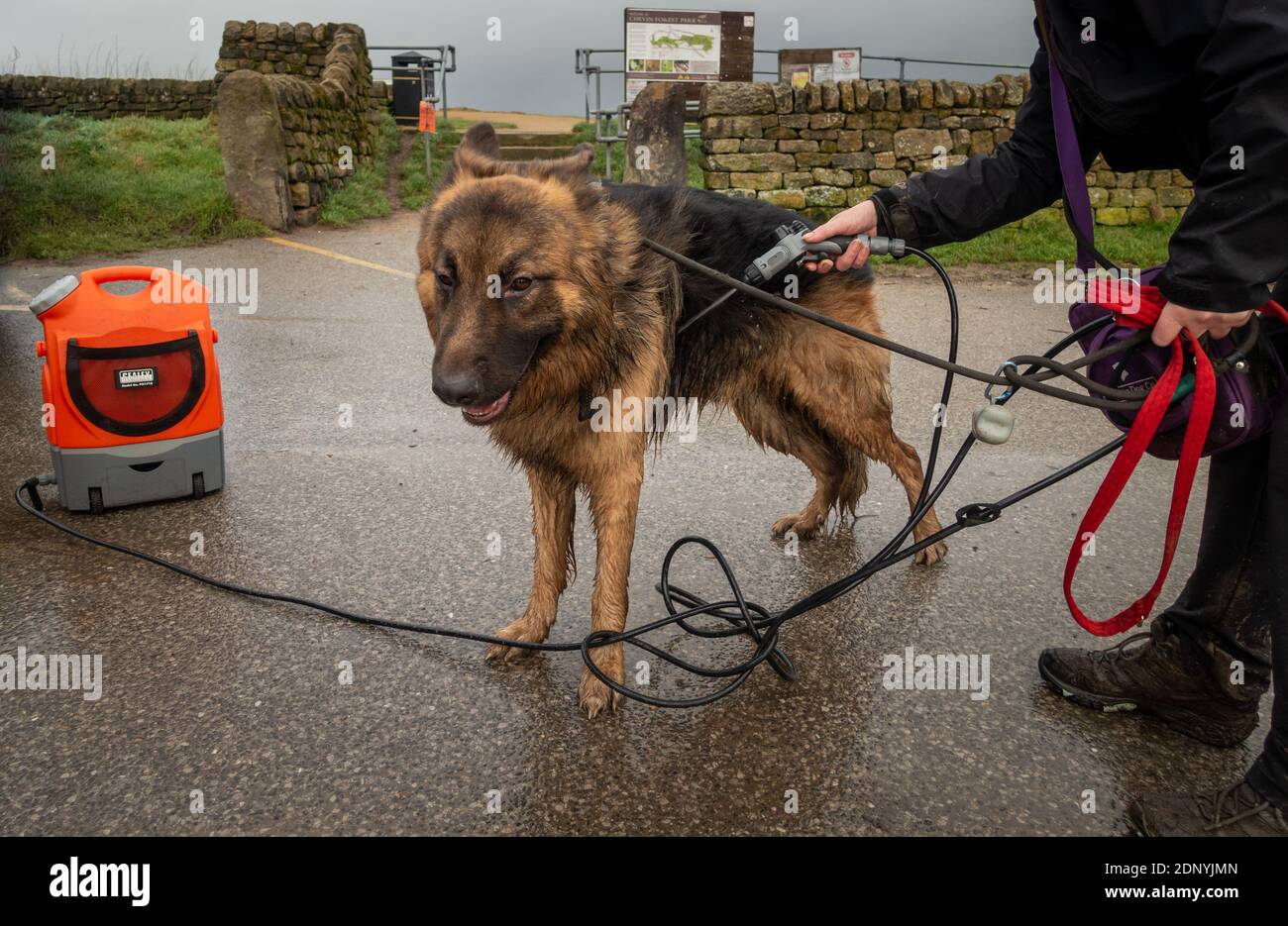 Female dog walker using a Sealey 17L 12V Rechargeable Pressure Washer ...