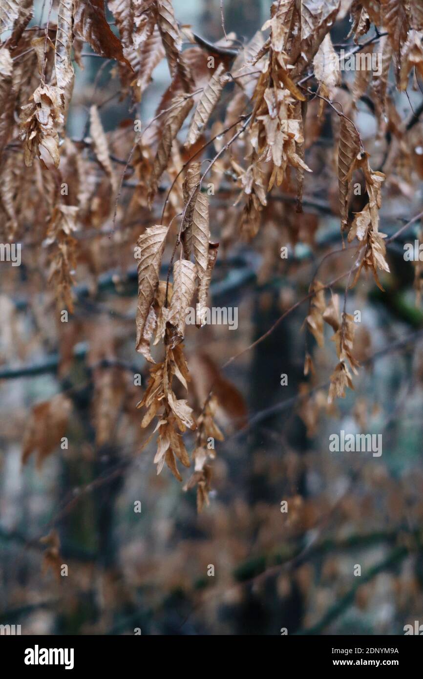 Forest crops white backgrounds hi-res stock photography and images - Alamy