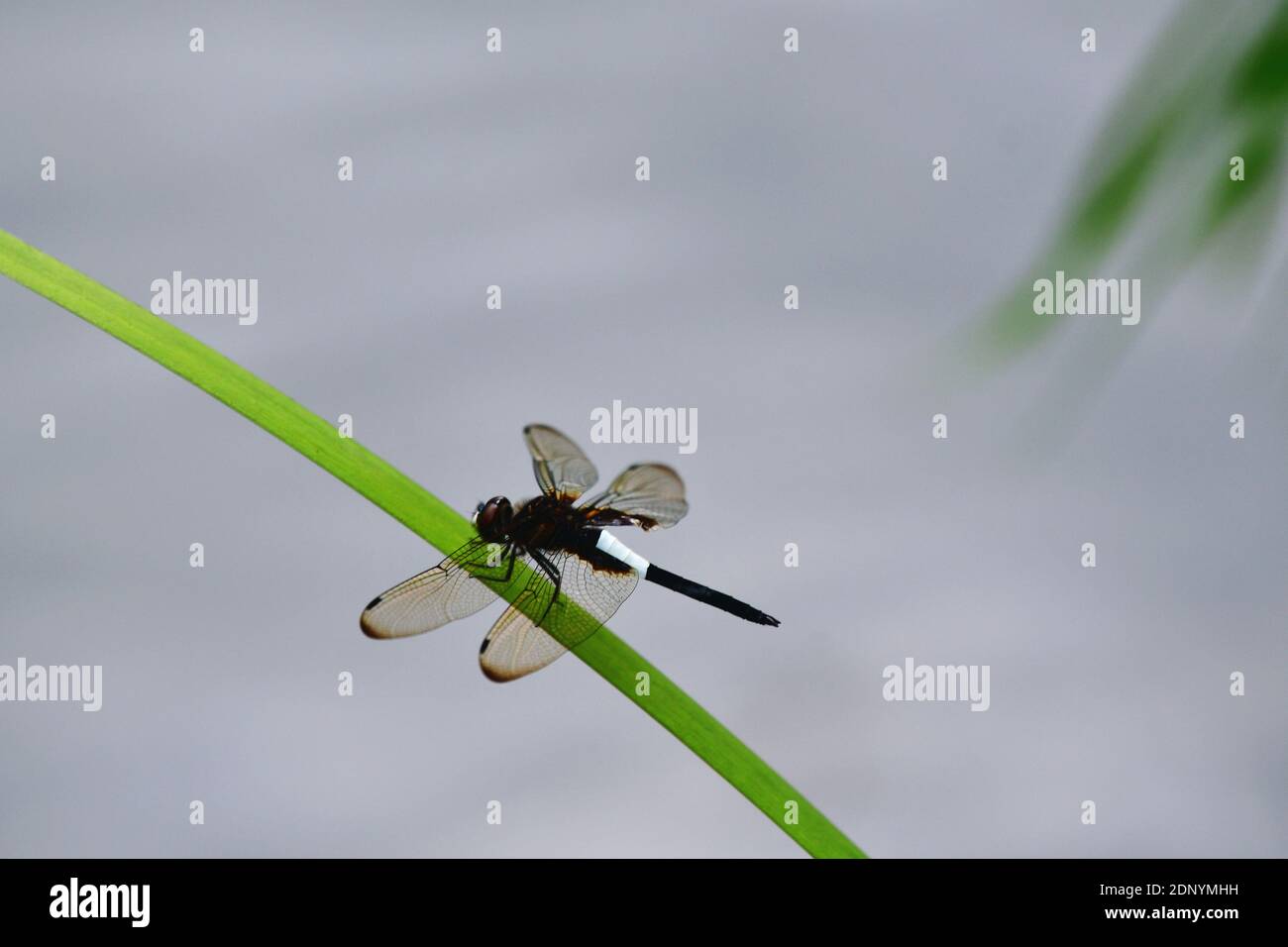 Mosquito flower pollination hi-res stock photography and images - Alamy