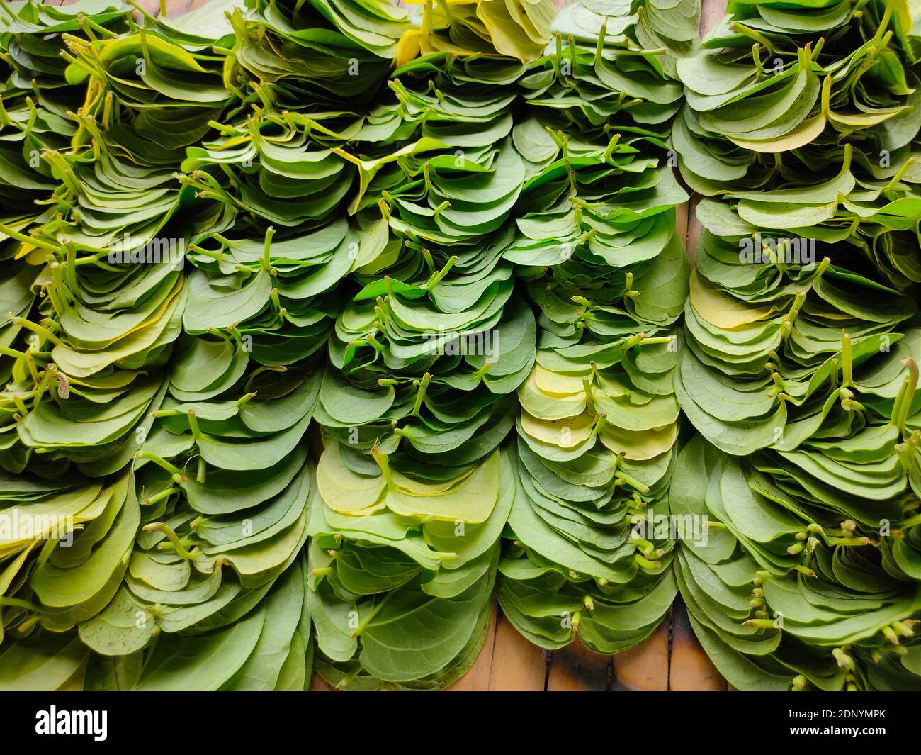 Stack of betel leaf hi-res stock photography and images - Alamy