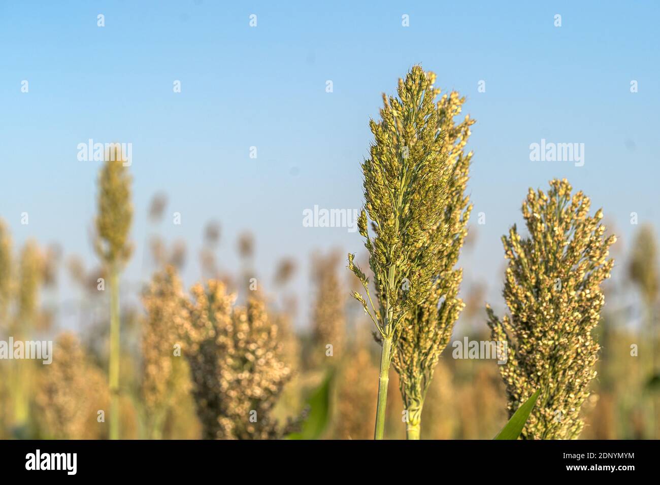 Pearl Millet Flour High Resolution Stock Photography and Images - Alamy