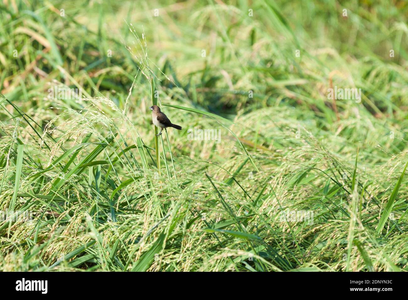 Bird feeding flying in rice hi-res stock photography and images - Alamy