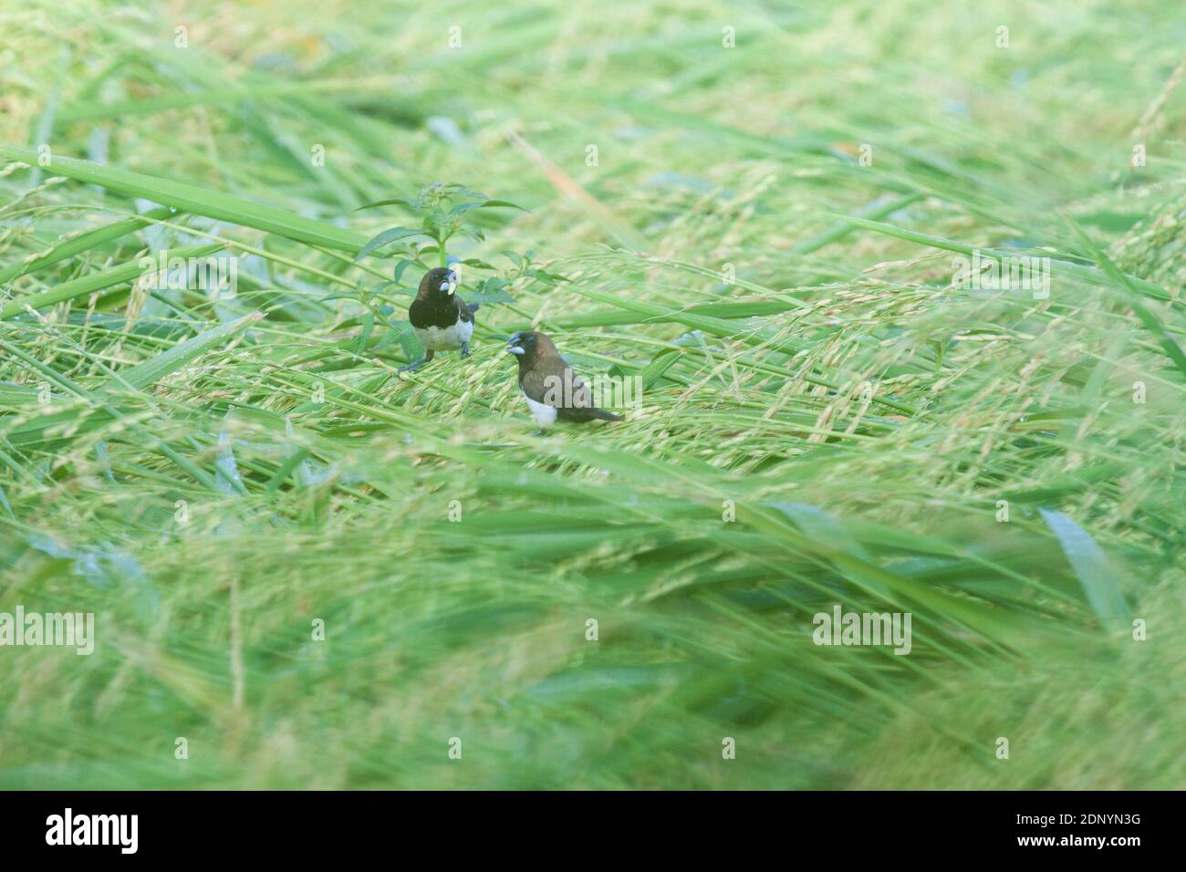 Sparrows in rice fields Stock Photo - Alamy