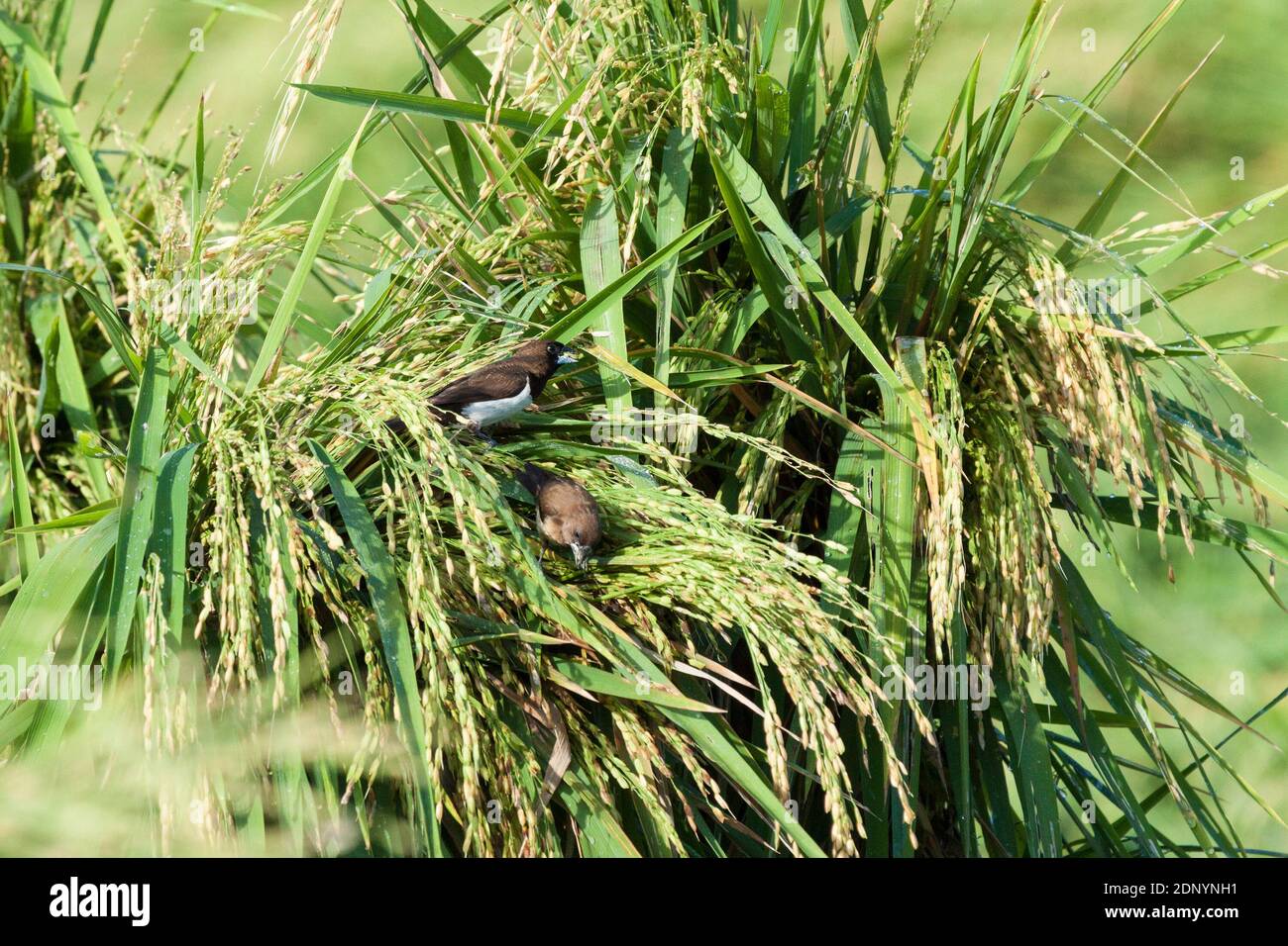 Sparrows in rice fields Stock Photo - Alamy