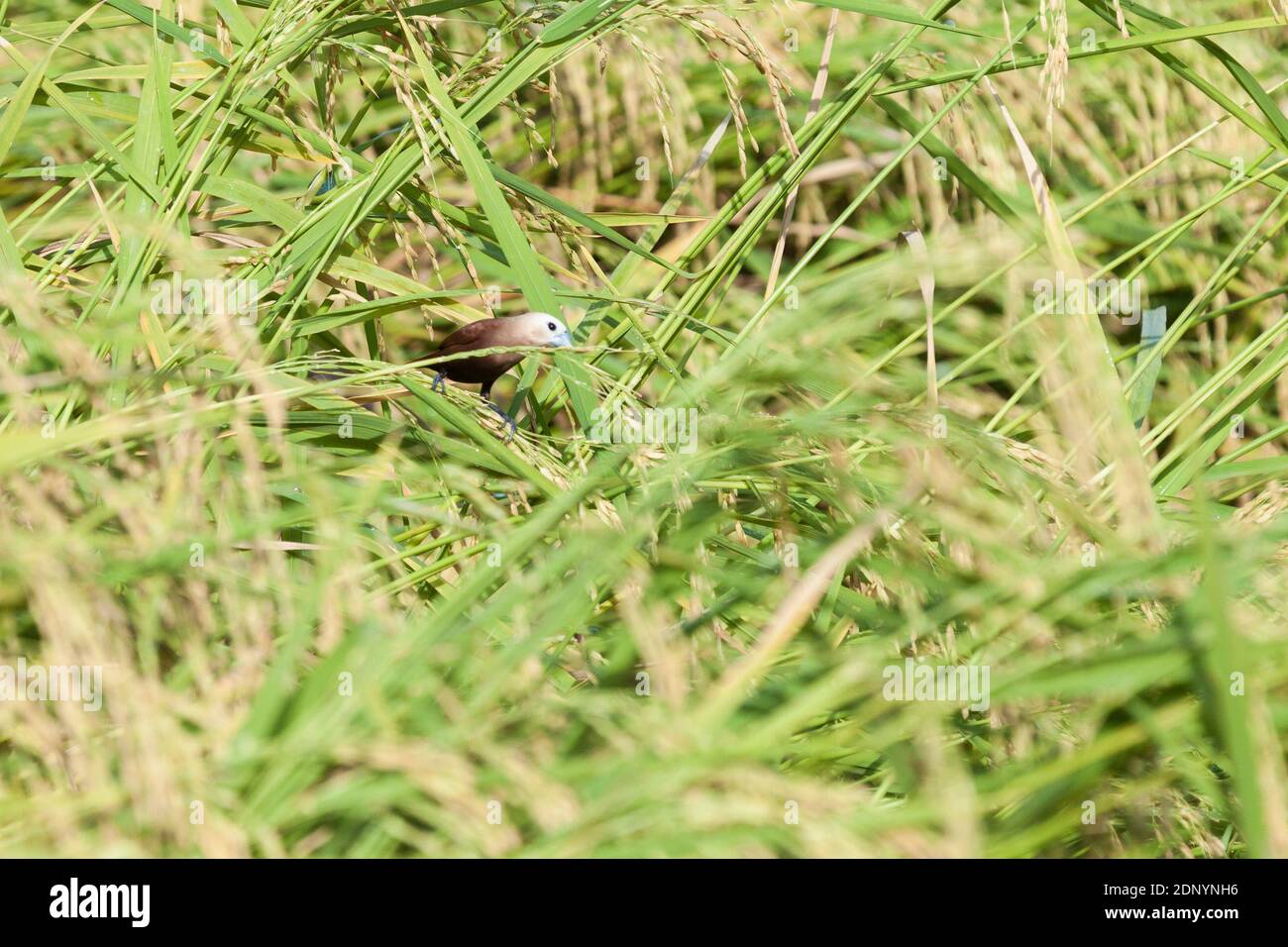 Sparrows in rice fields Stock Photo - Alamy