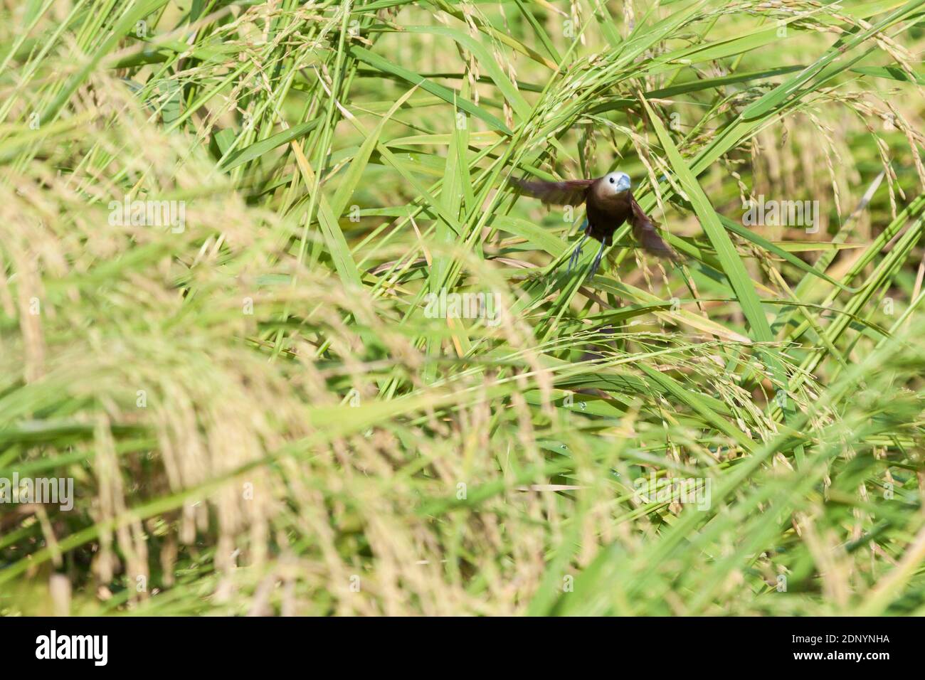 Rice sparrows hi-res stock photography and images - Alamy