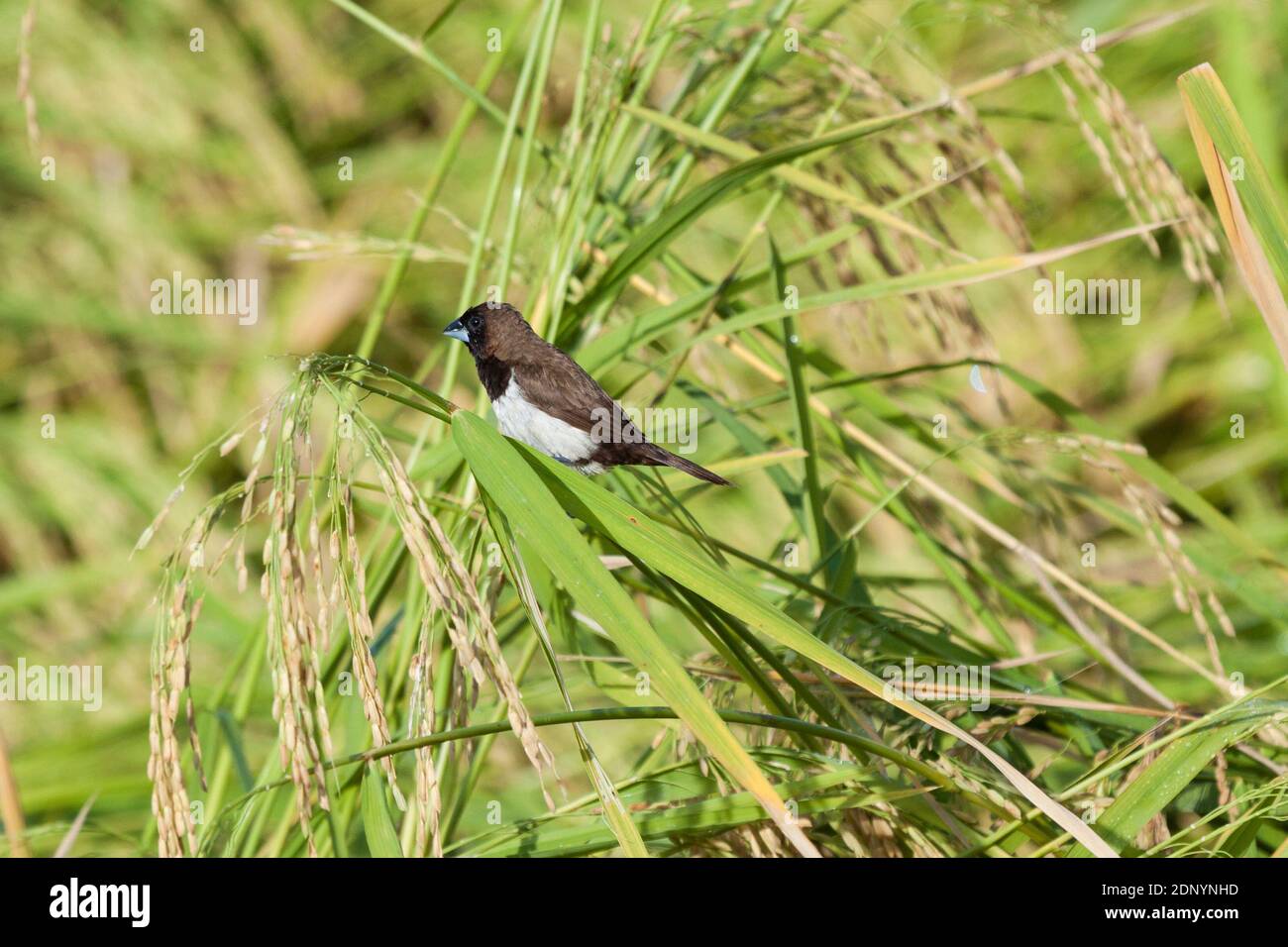 Rice sparrows hi-res stock photography and images - Alamy