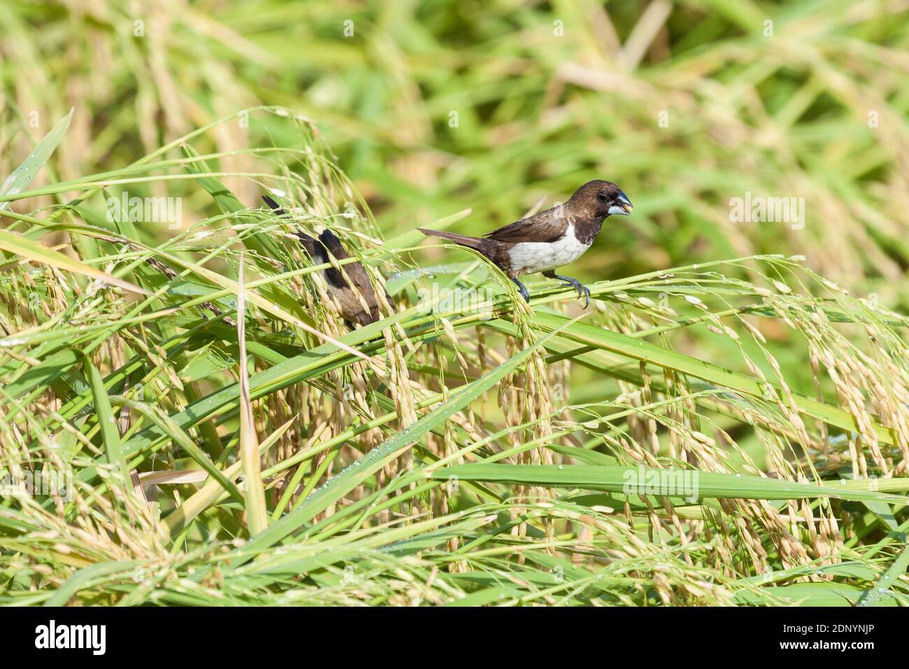 Sparrows in rice fields Stock Photo - Alamy