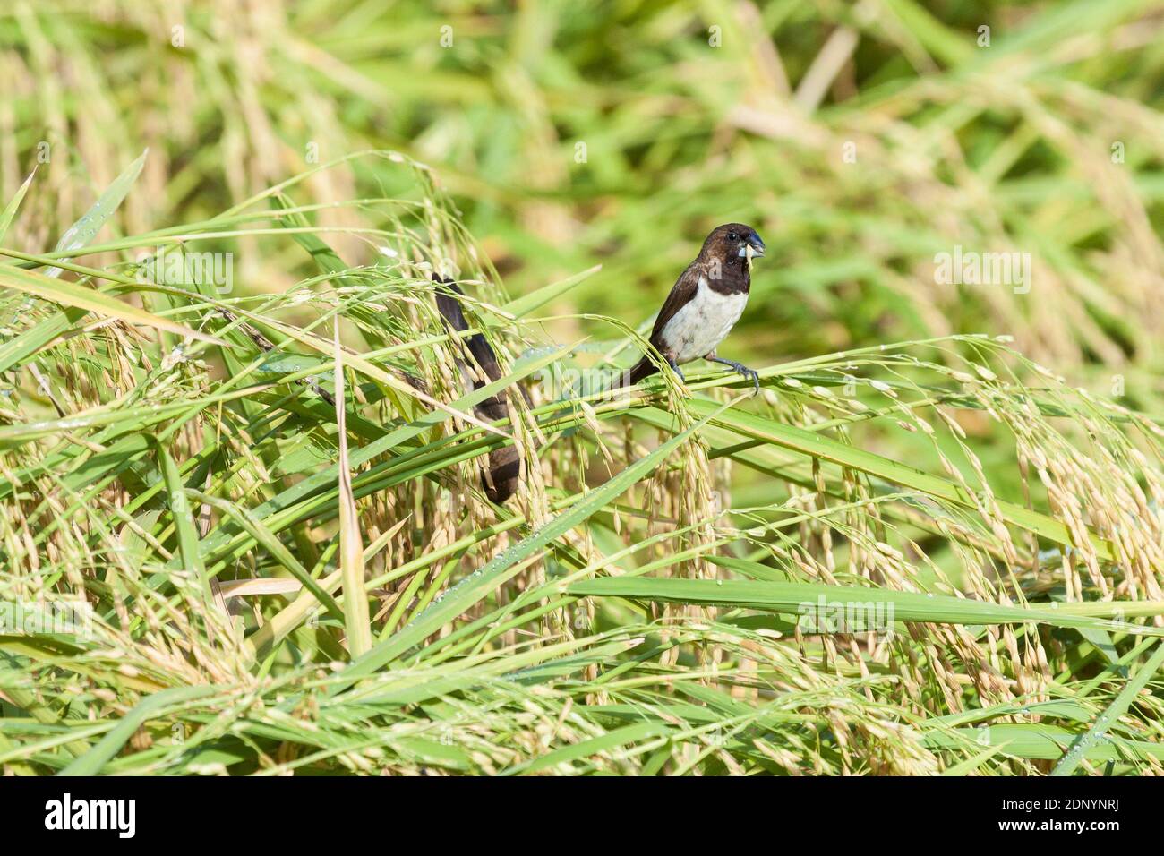 Sparrows in rice fields Stock Photo - Alamy