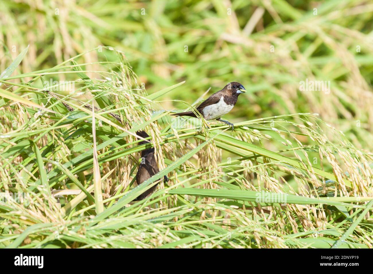 Sparrows in rice fields Stock Photo - Alamy