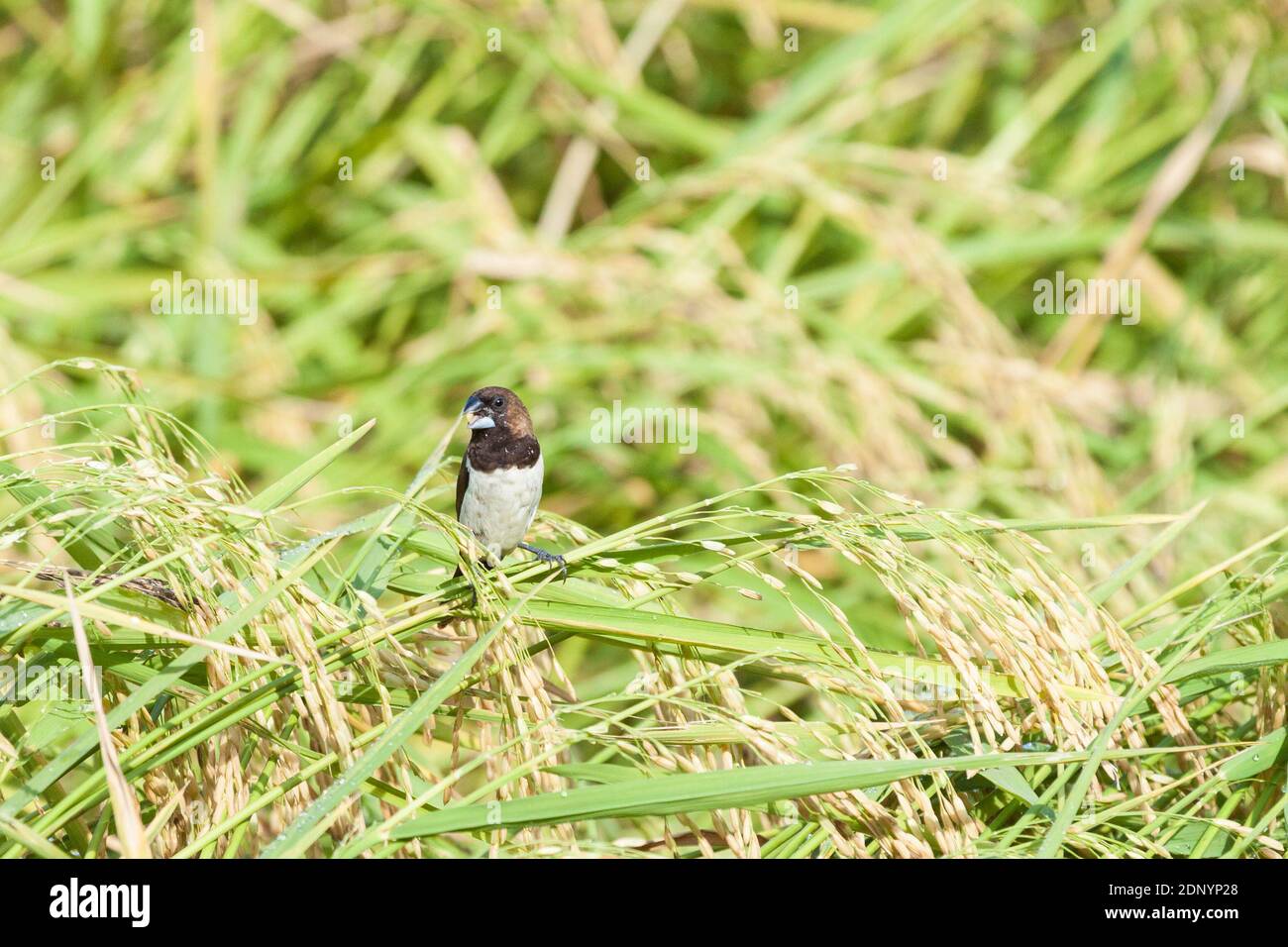 Rice sparrows hi-res stock photography and images - Alamy