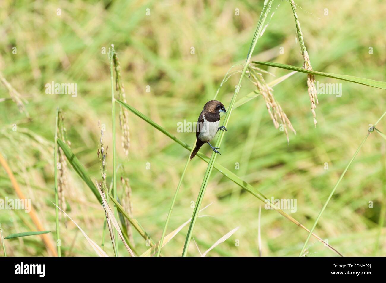 Sparrows in rice fields Stock Photo - Alamy