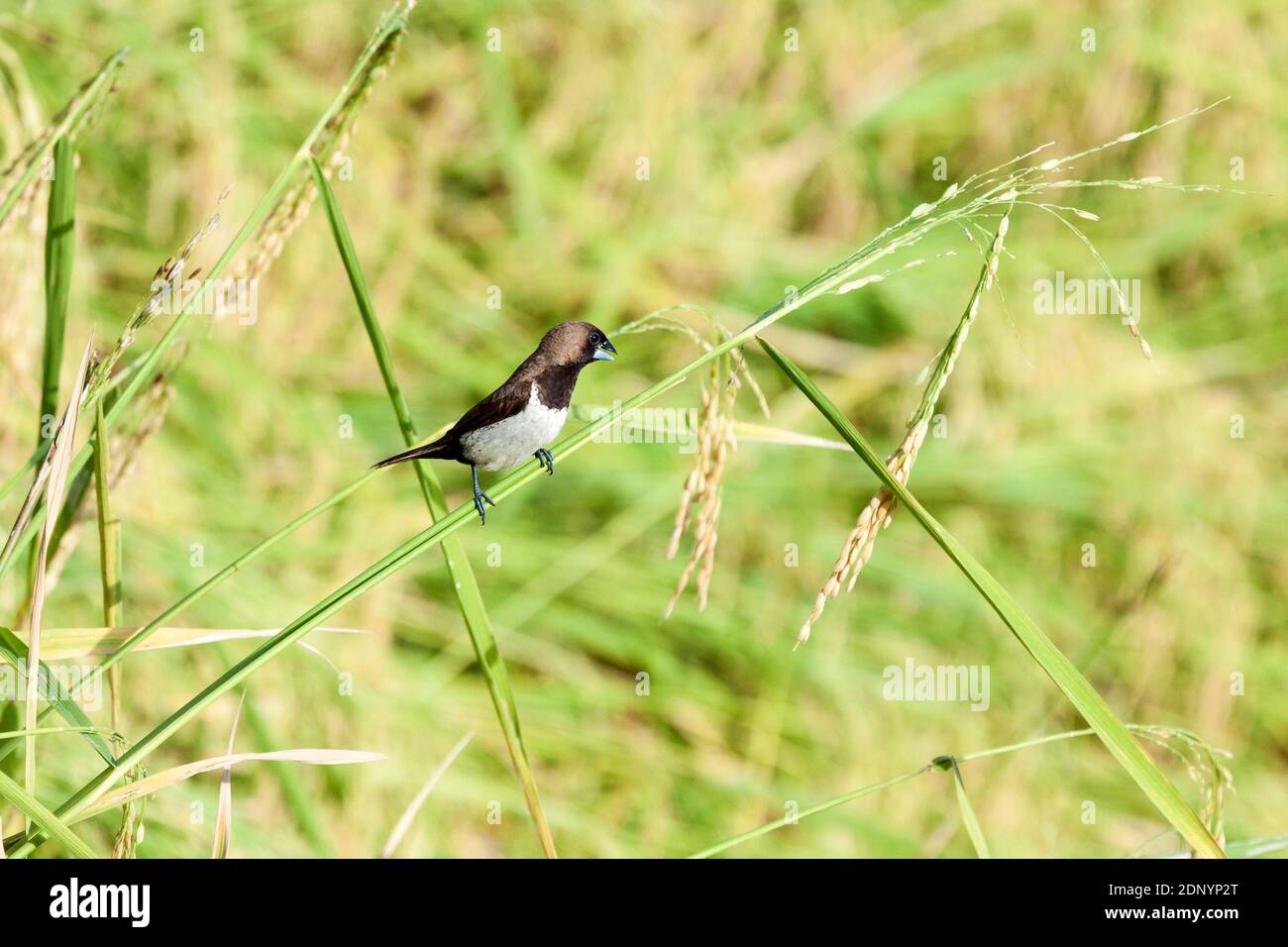 Sparrows in rice fields Stock Photo - Alamy