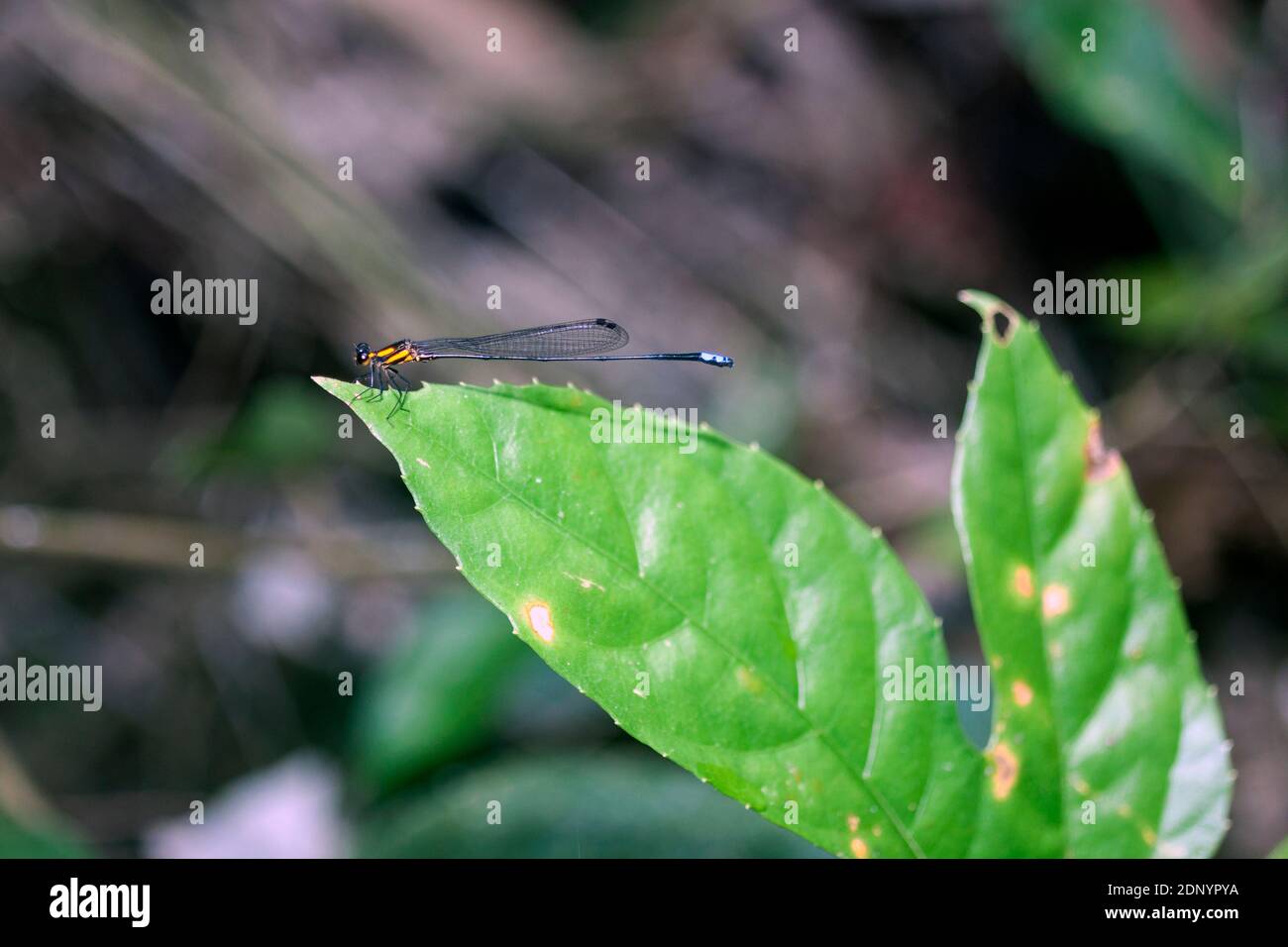 Dragonfly eating butterfly hi-res stock photography and images - Alamy