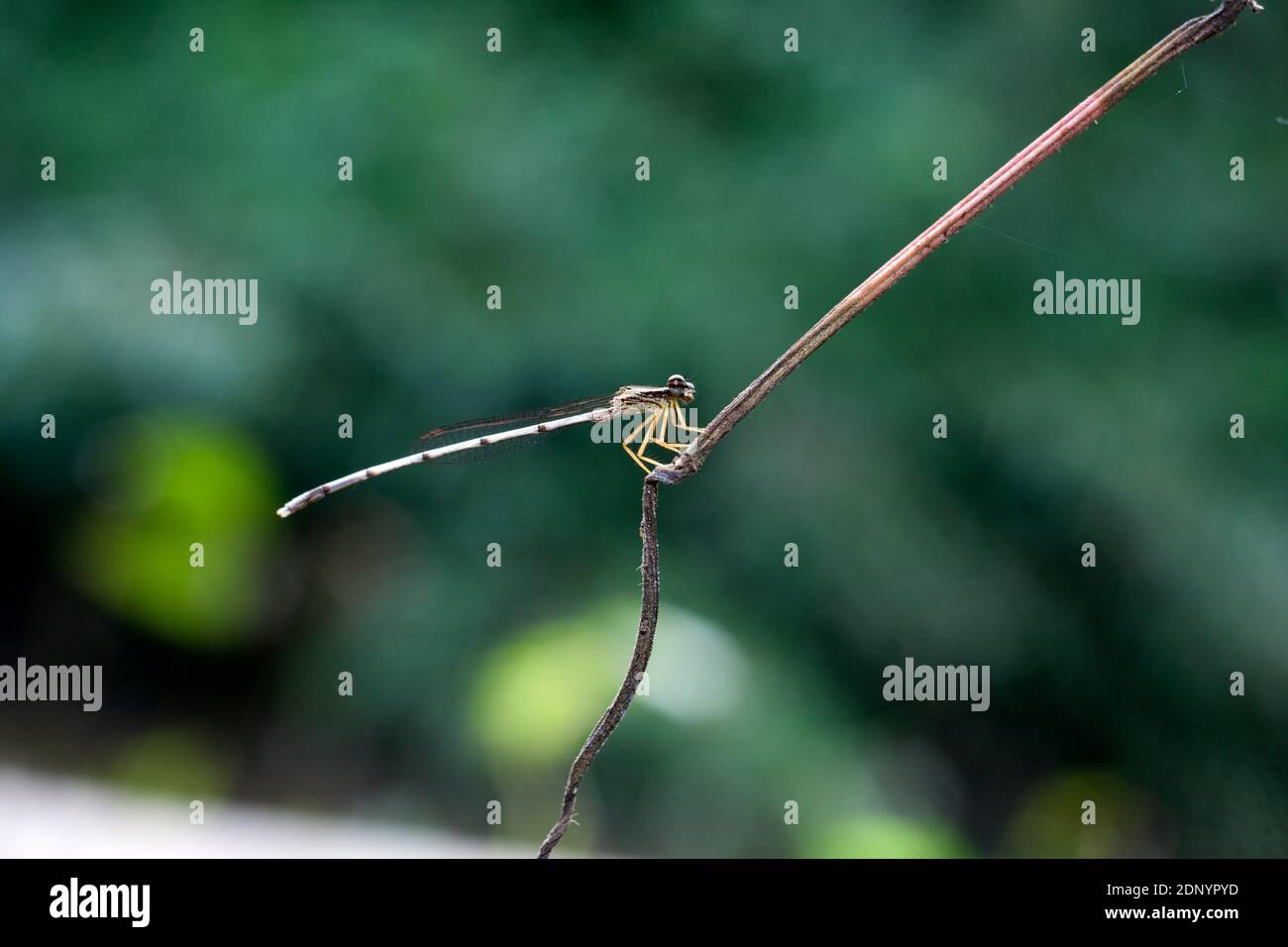 Dragonfly eating butterfly hi-res stock photography and images - Alamy