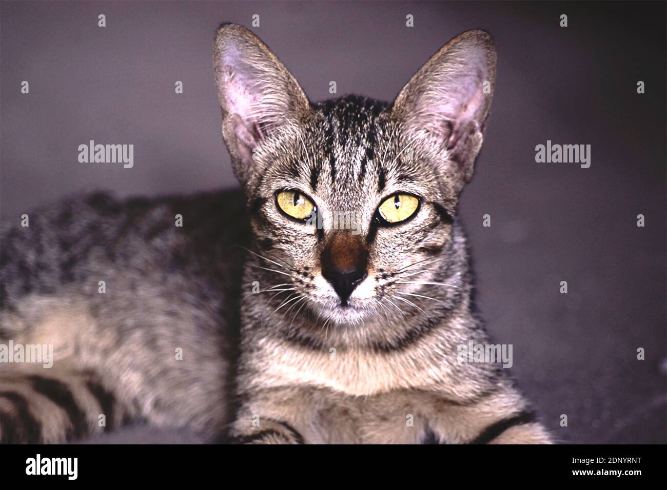 Large tabby wild cat hi-res stock photography and images - Alamy