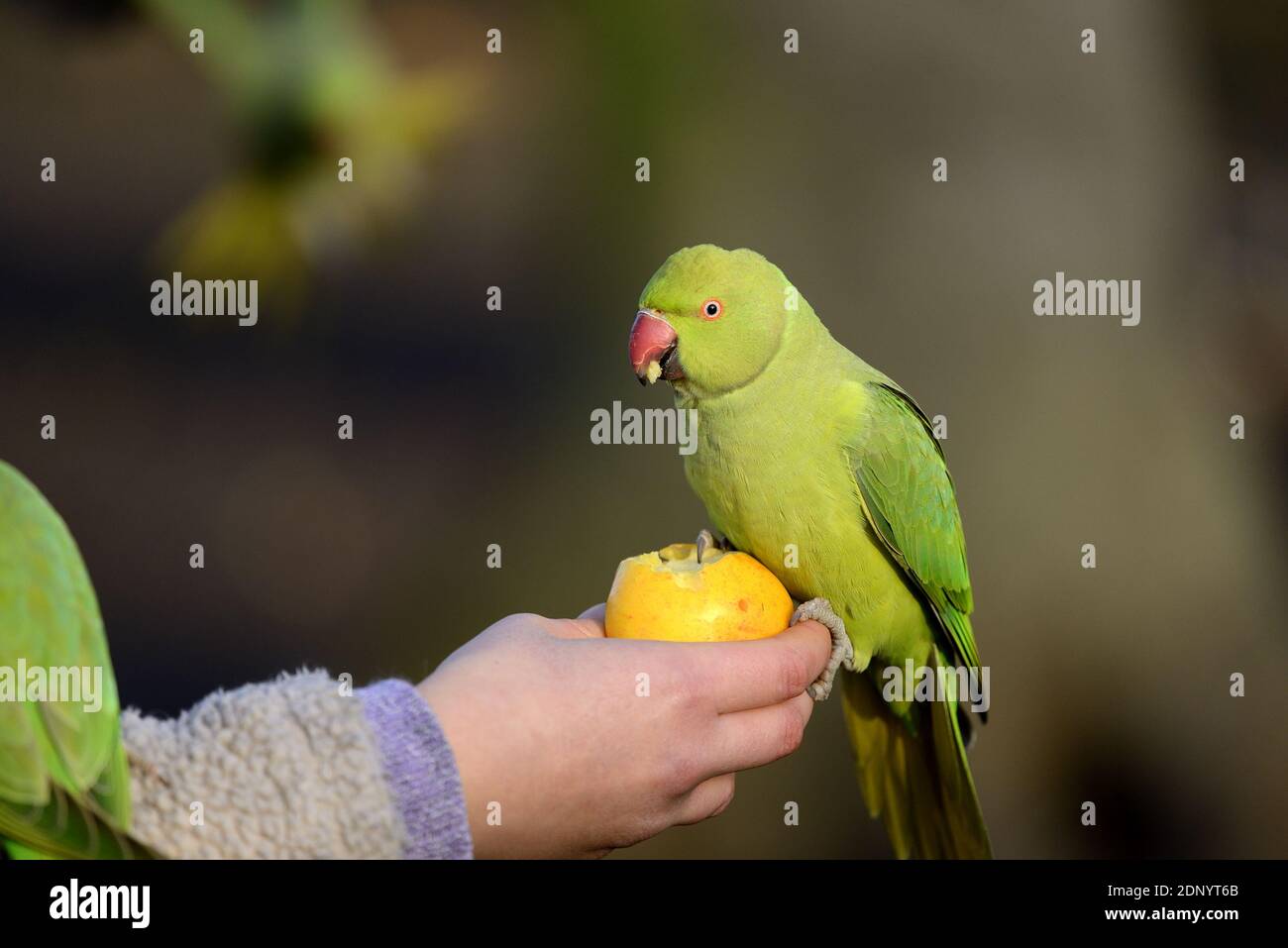 Indian human hand hi-res stock photography and images - Alamy