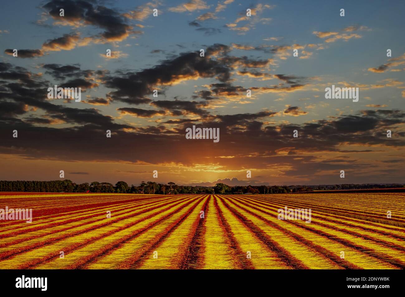 Flax Fields High Resolution Stock Photography and Images - Alamy