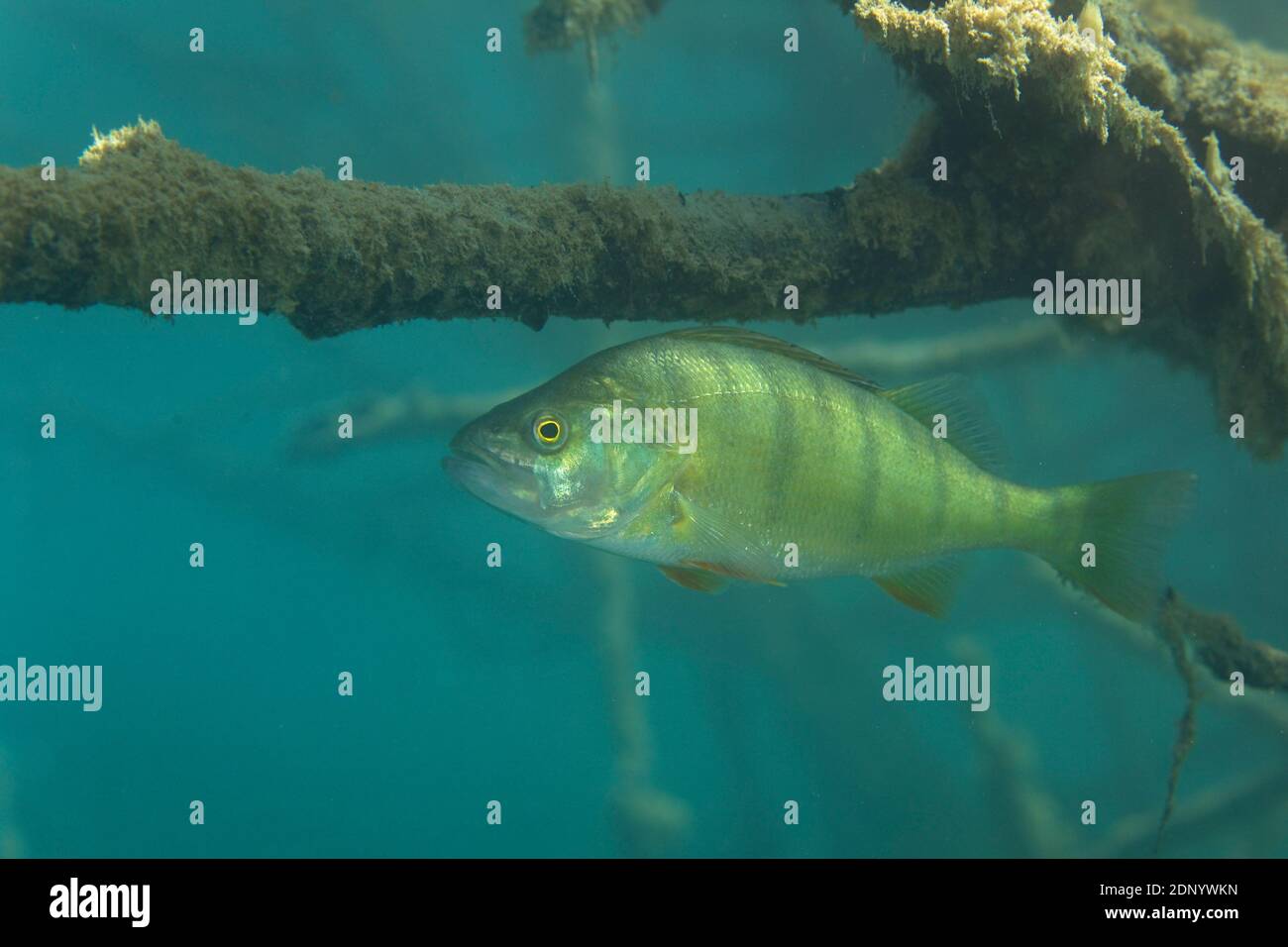 Common perch hi-res stock photography and images - Alamy