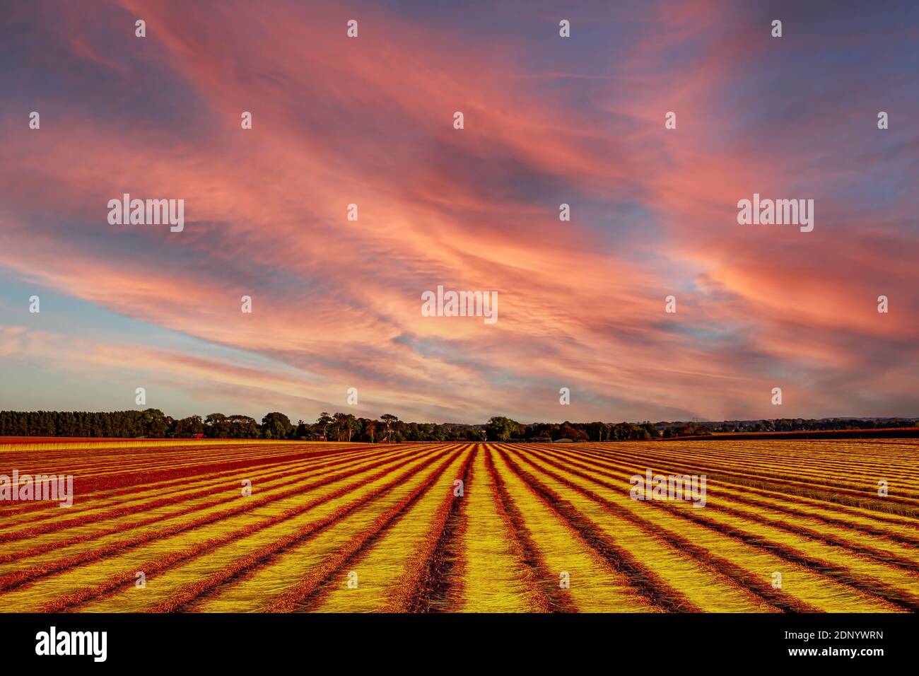 Flax Fields High Resolution Stock Photography and Images - Alamy
