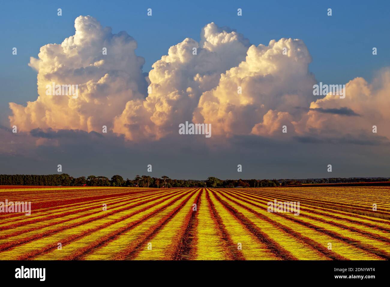 flax fields during the harvest of August near the city of Etretat, in ...