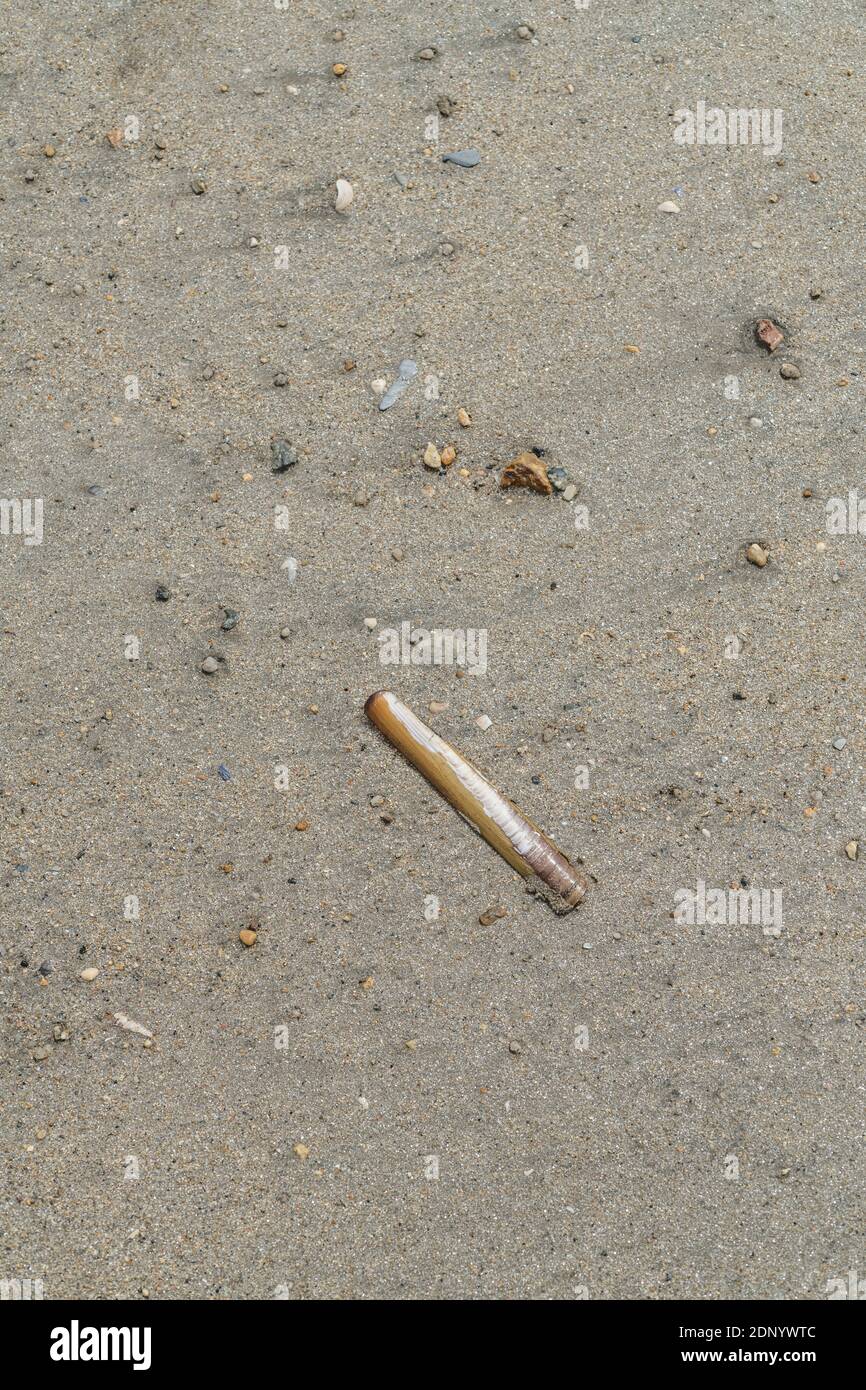 Lone isolated Razor Shell clam shell washed ashore on sandy beach ...