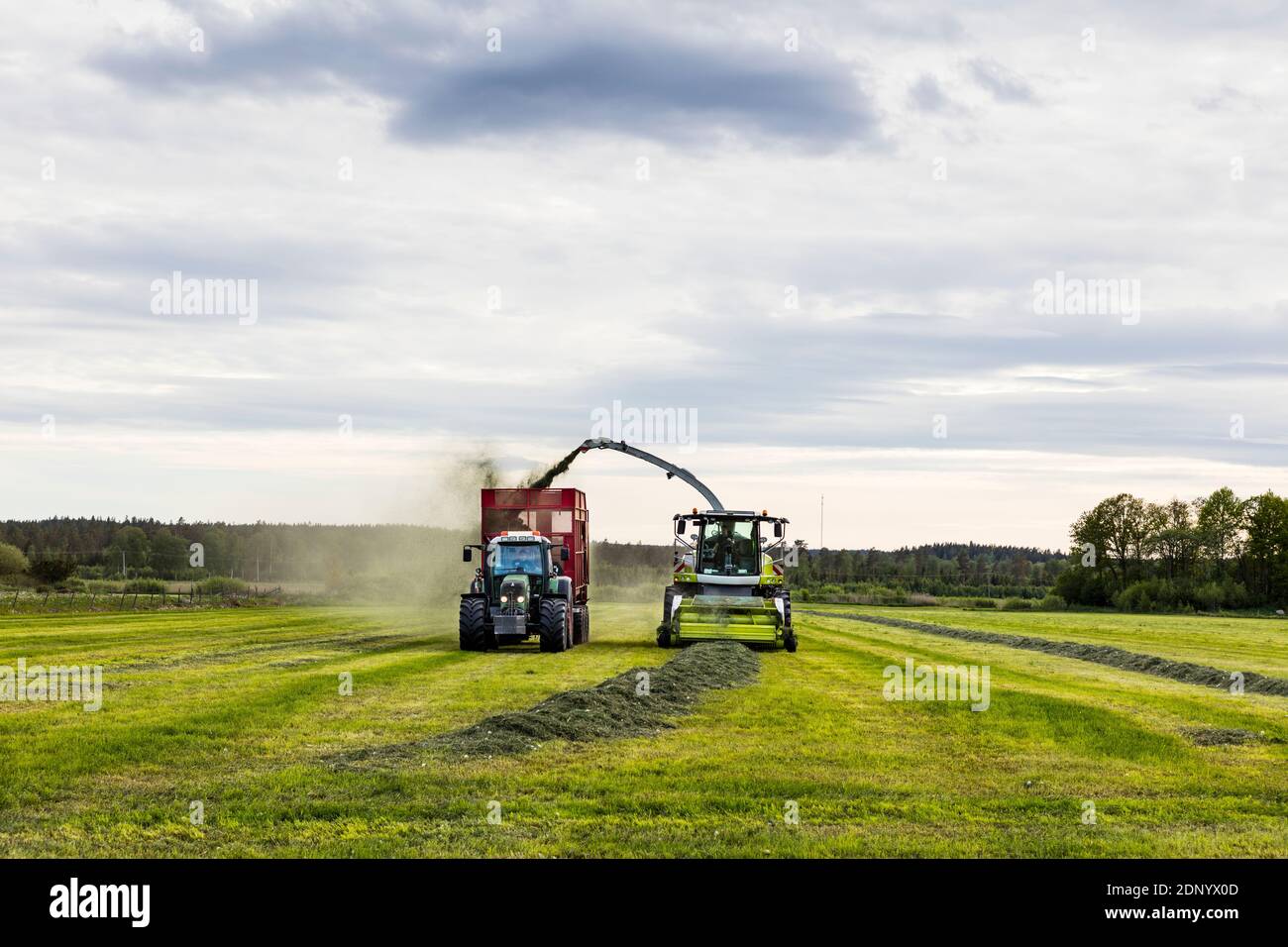 Forage harvester and tractor harvesting crops Stock Photo - Alamy