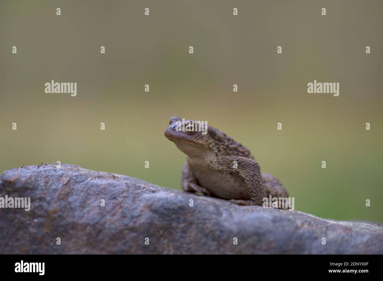 View of toad Stock Photo - Alamy