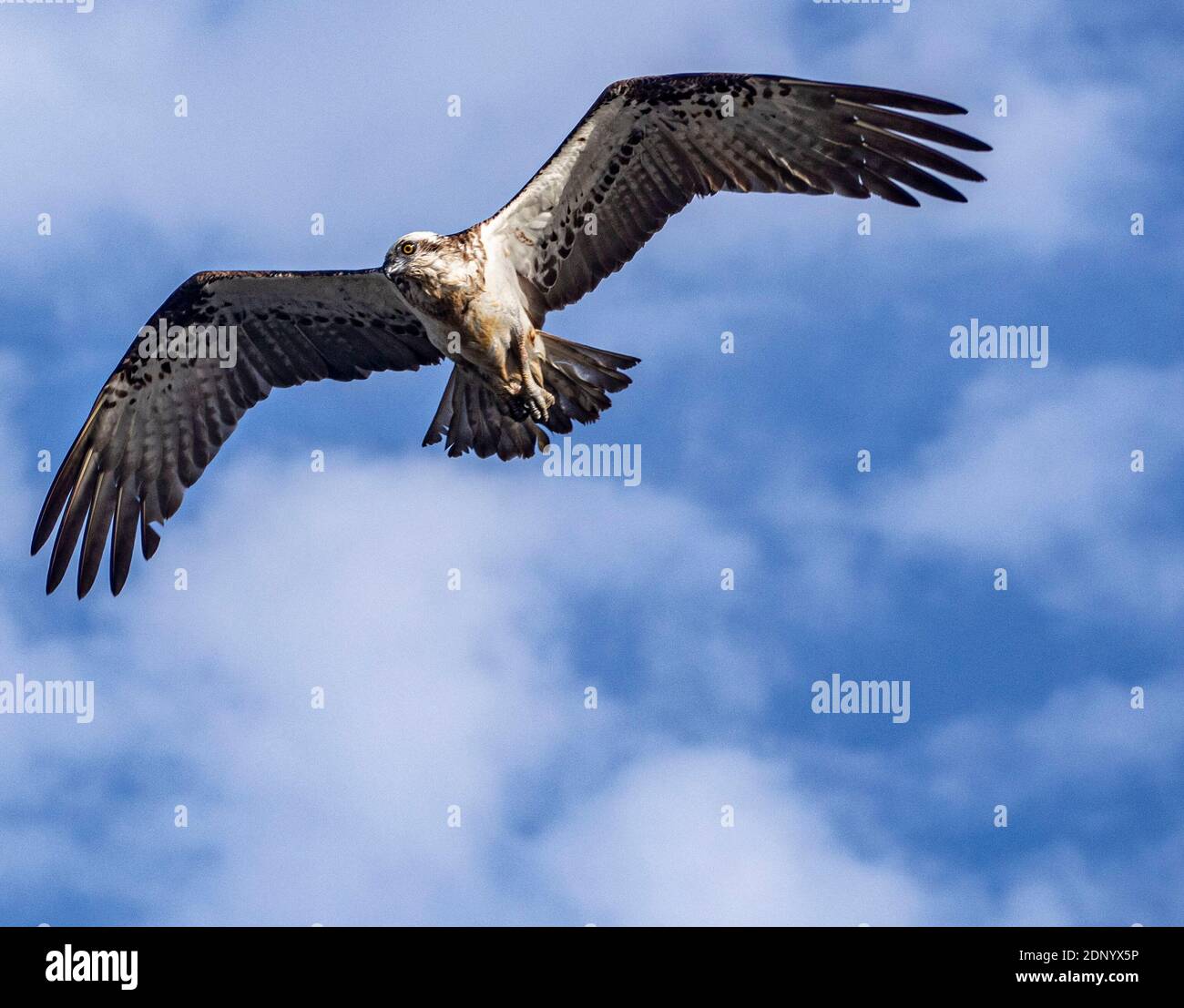 Eagle australia osprey hi-res stock photography and images - Alamy