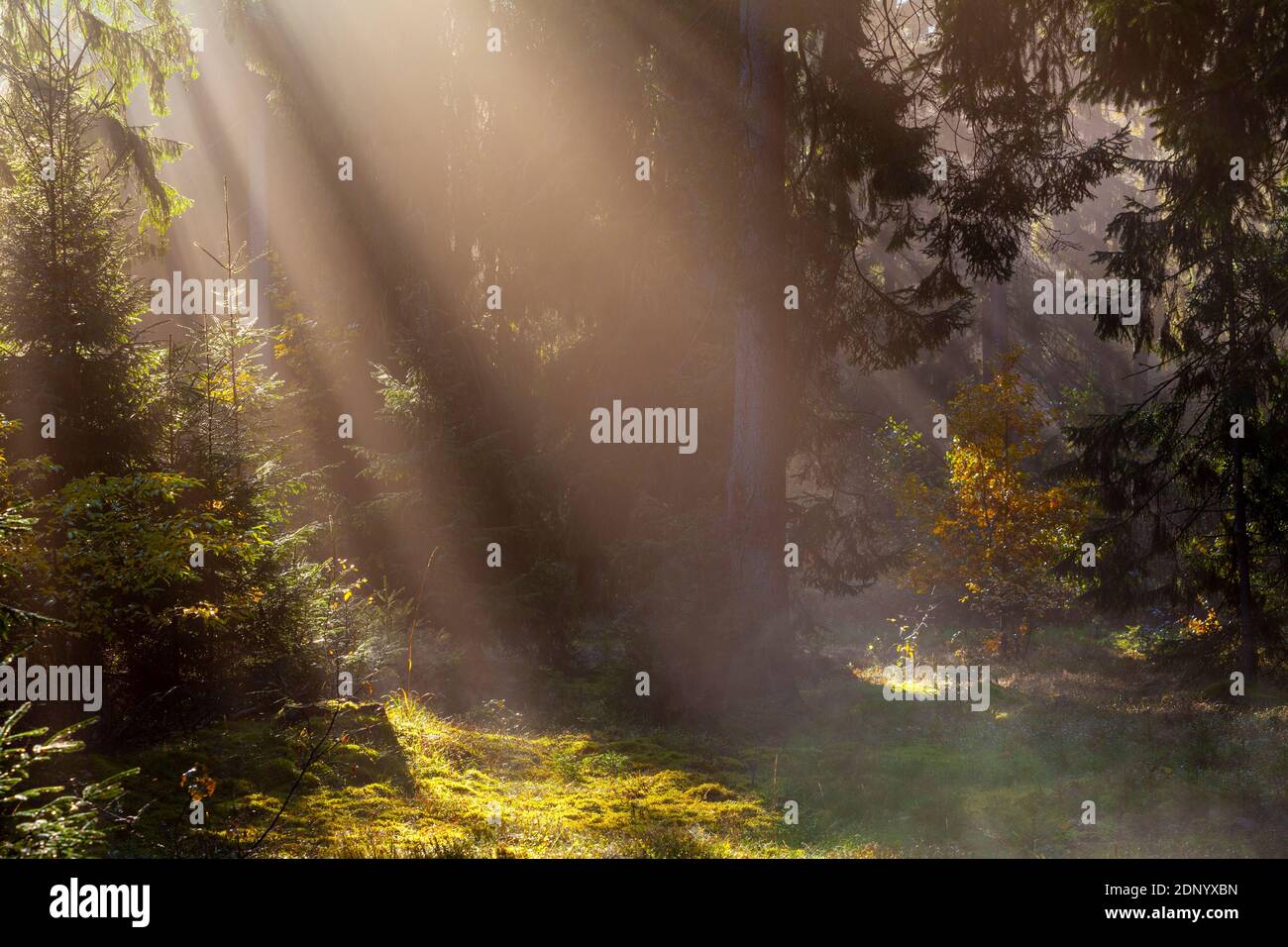 Augustow primeval forest hi-res stock photography and images - Alamy