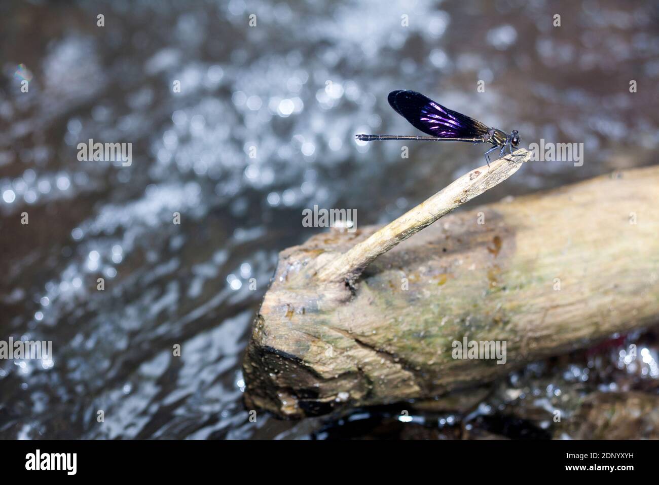 Dragonfly eating butterfly hi-res stock photography and images - Alamy