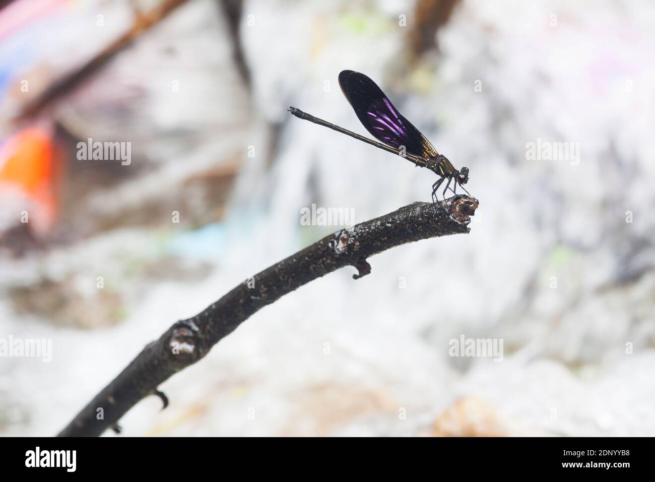 Dragonfly eating butterfly hi-res stock photography and images - Alamy