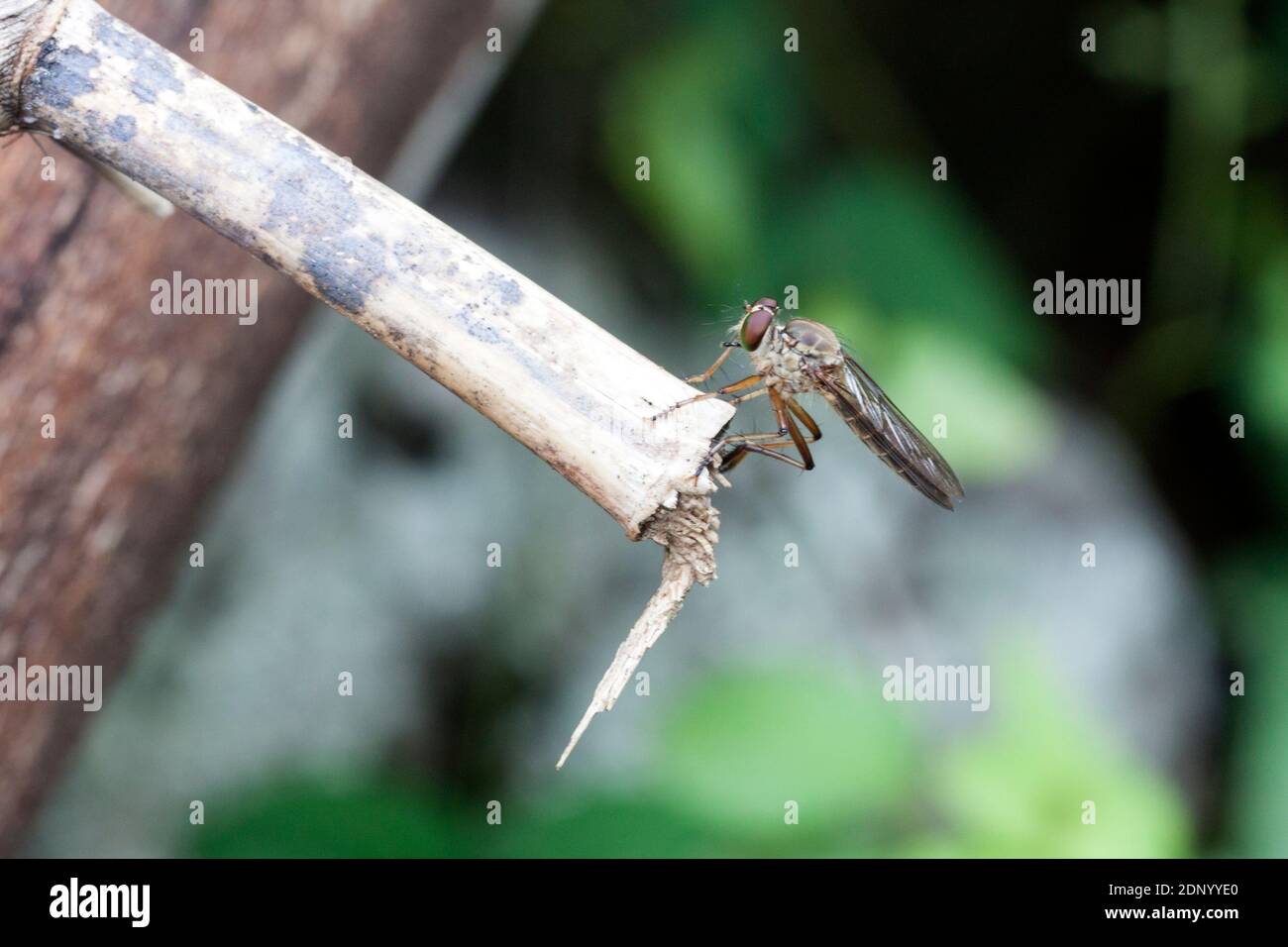 Dragonfly eating butterfly hi-res stock photography and images - Alamy
