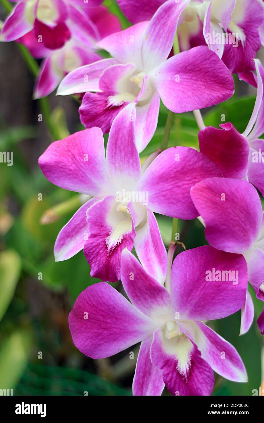 Closeup vibrant pink dendrobium hi-res stock photography and images - Alamy
